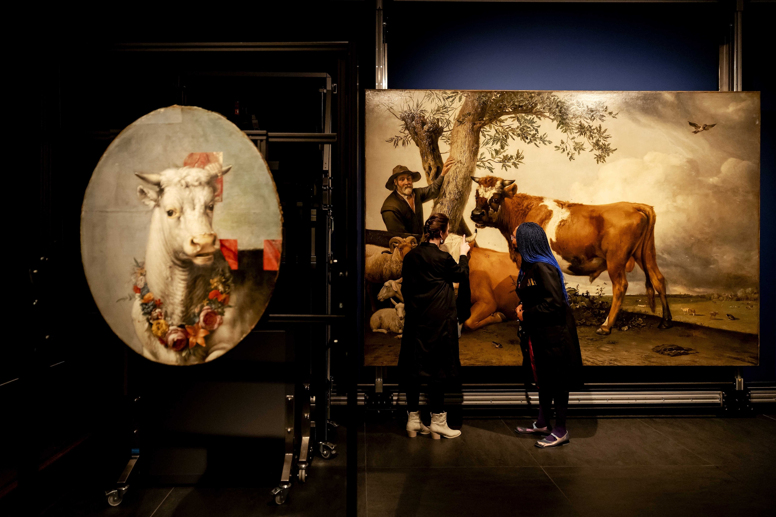 De stier van Potter blijkt een broertje in Ierland te hebben | Trouw