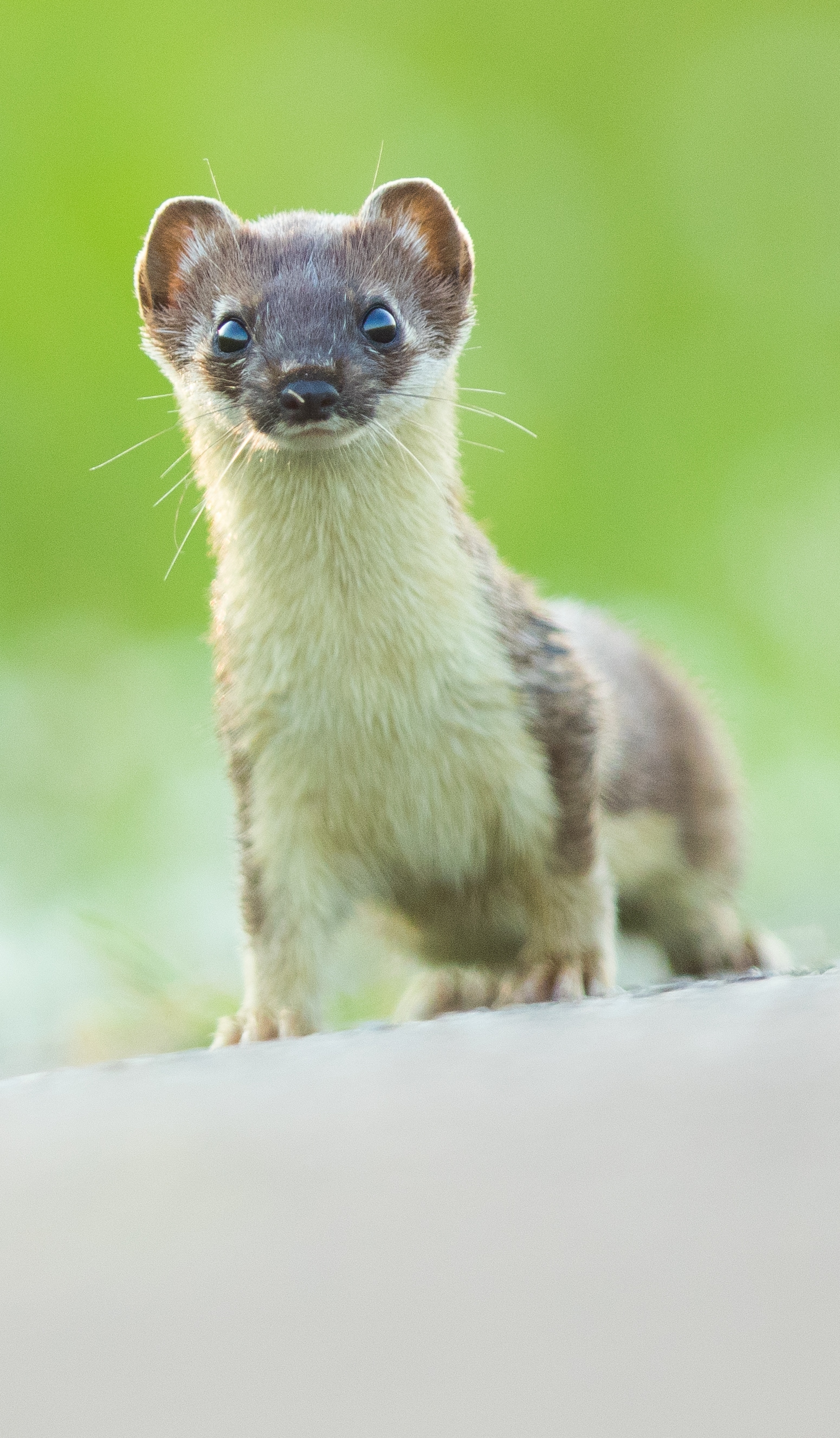 Waterstand omhoog voor de hermelijn | Trouw