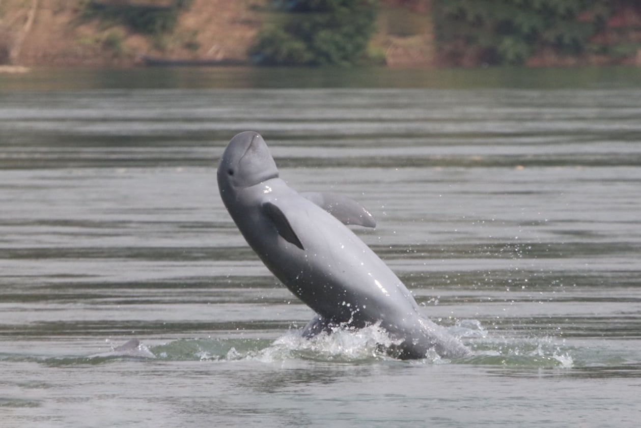 Redt ecotoerisme de Irrawaddy dolfijnen of brengt het hen de doodsteek ...
