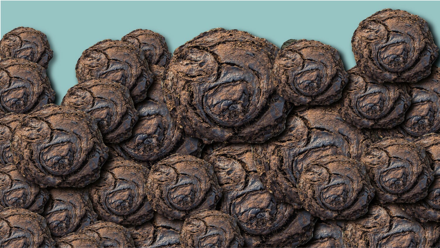 Nieuwe cijfers over slechte waterkwaliteit zetten mestaanpak Wiersma ...