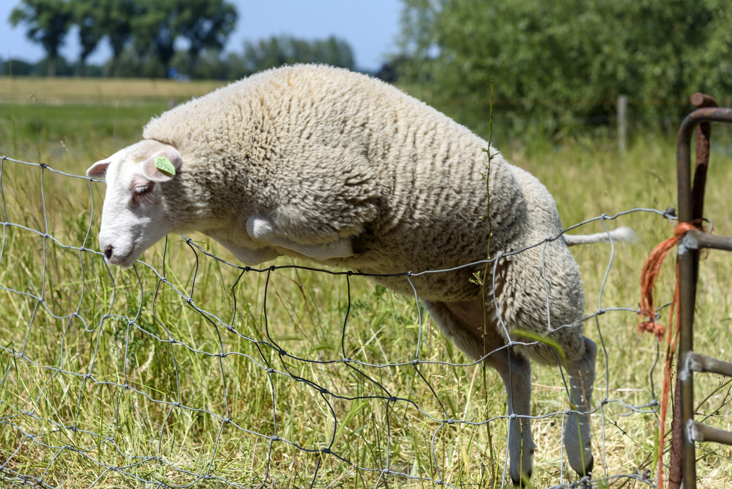 Stammenstrijd: schaap en wolf verdienen beter | Trouw
