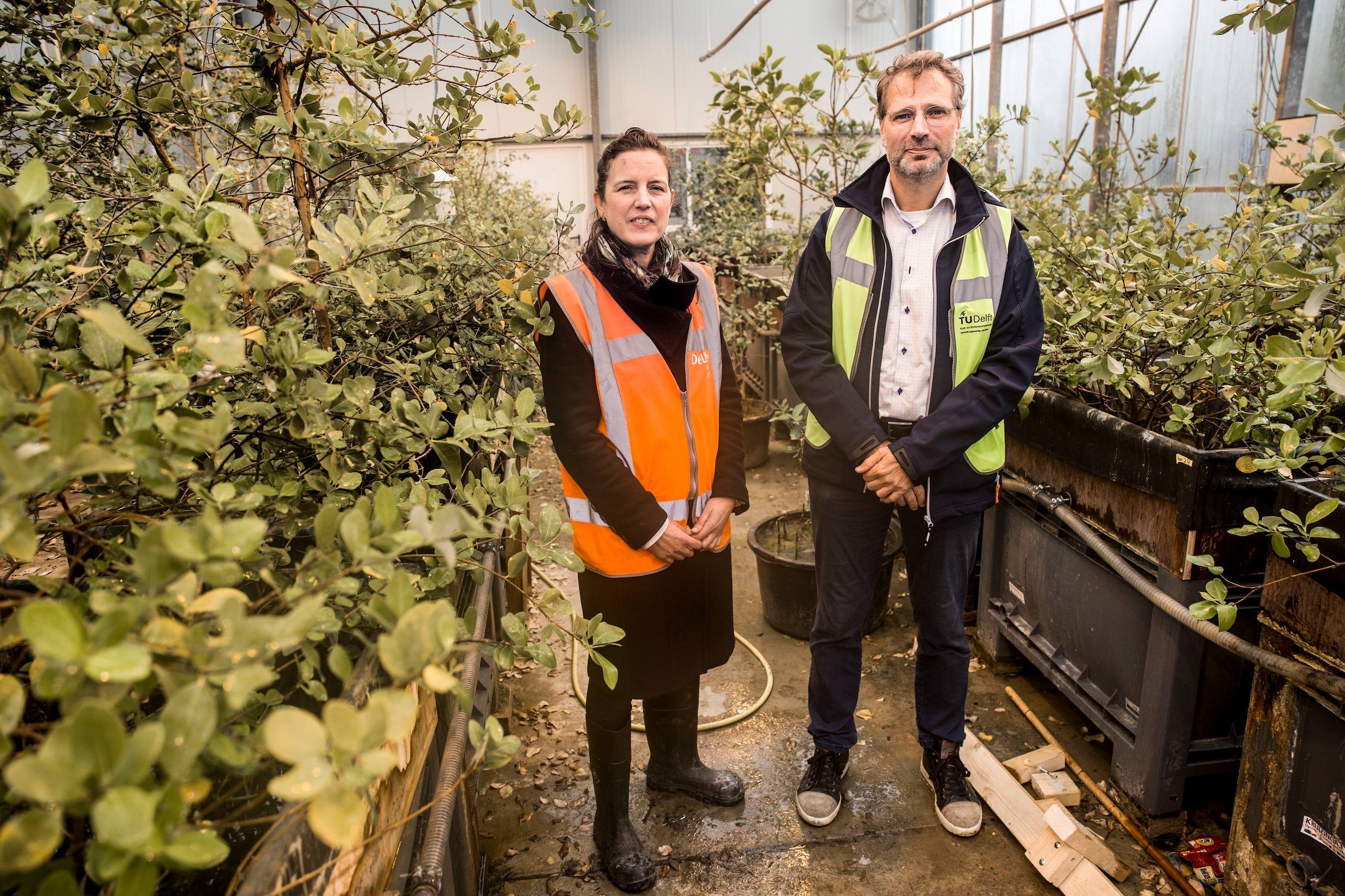 Nieuw wapen tegen wassend water? ‘Je wil weten wat zo’n mangrovebos kan ...