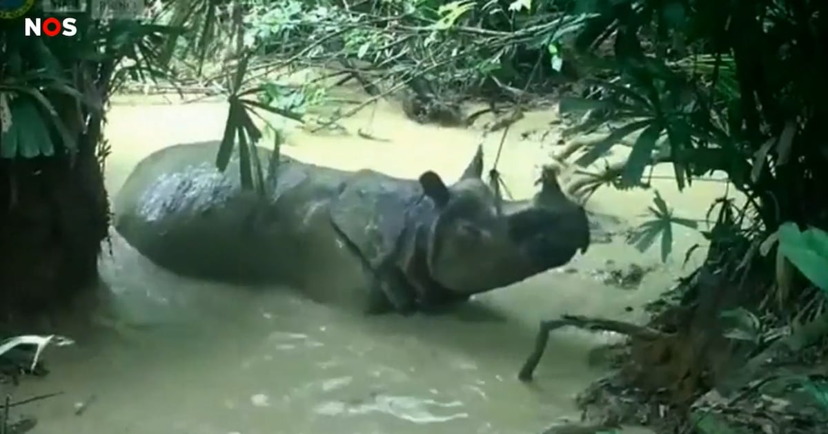 De neushoorn is inmiddels wel over zijn evolutionaire hoogtepunt heen ...