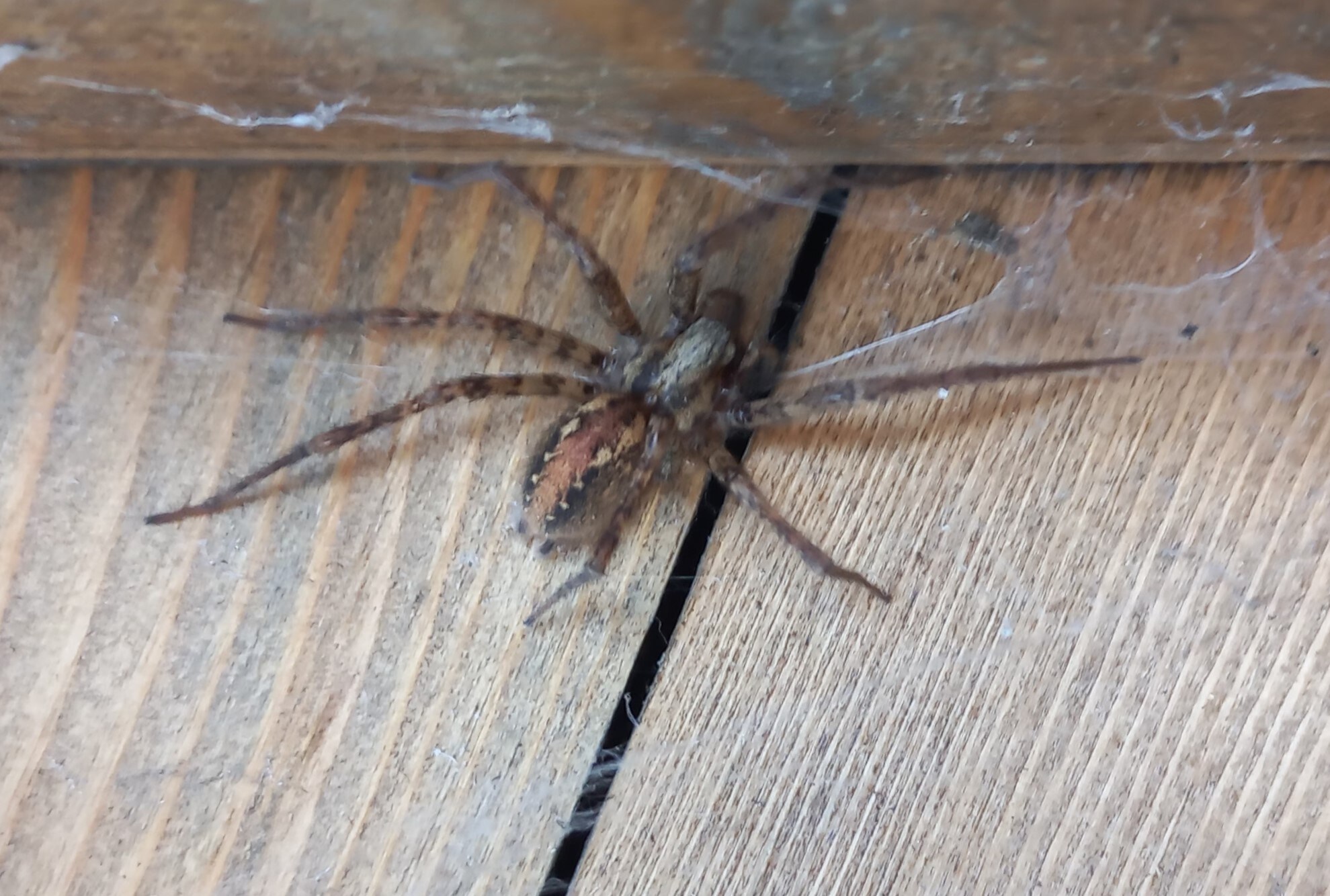 Dakloze spinnen | Trouw