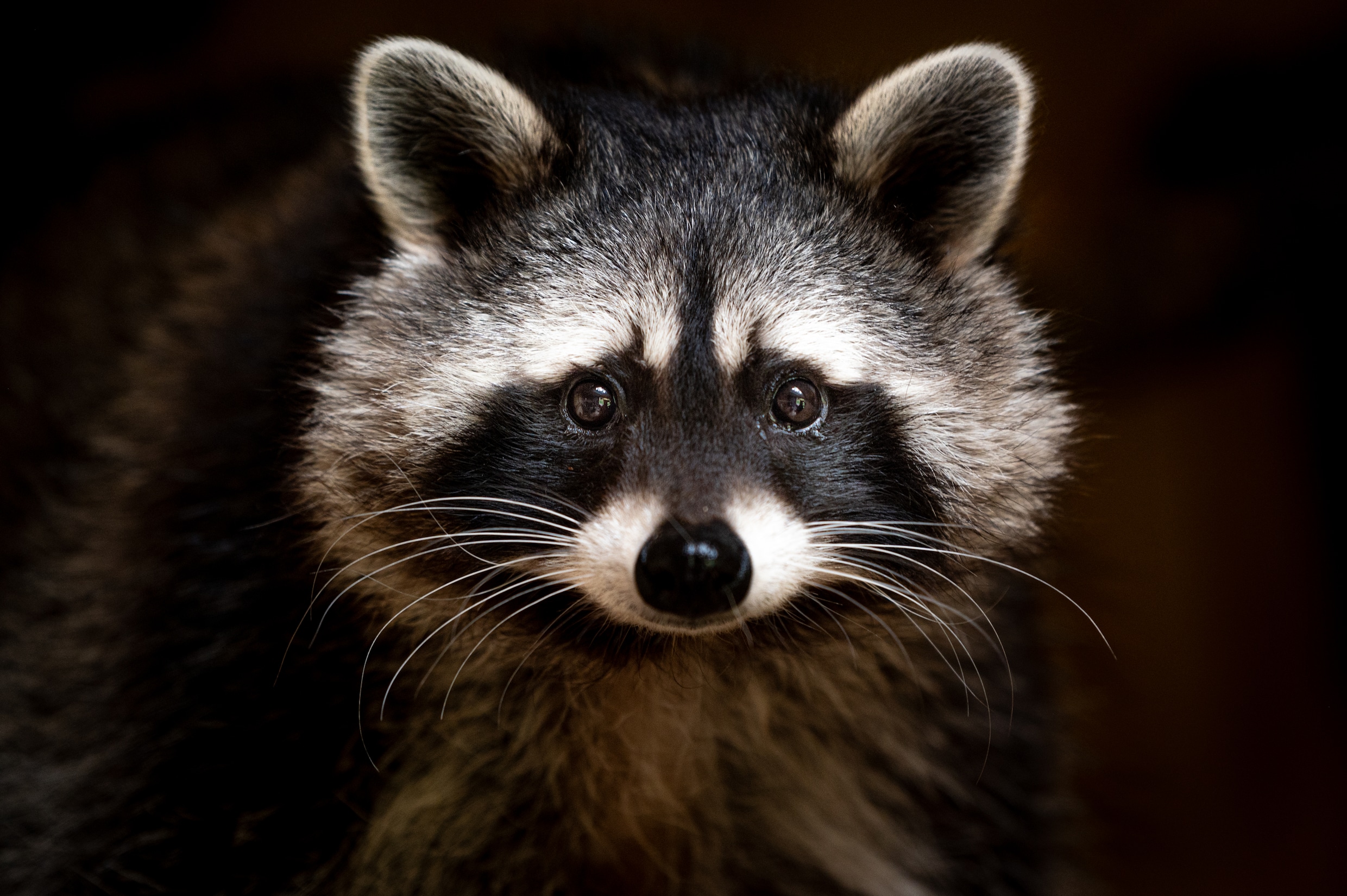 Van pronkstuk tot plaagdier: de wasbeer rukt op in Duitsland en straks ...