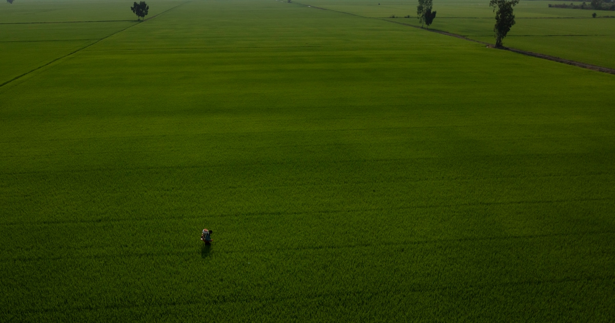 Aardappels uit Nederland of rijst uit Azië: wat kun je beter eten voor ...