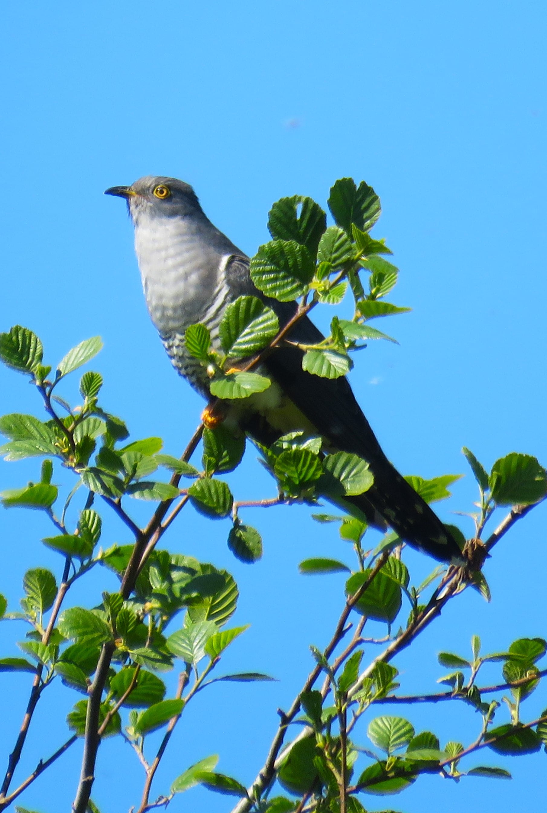 Het verbaast me altijd dat een koekoek ‘koekoek’ roept | Trouw