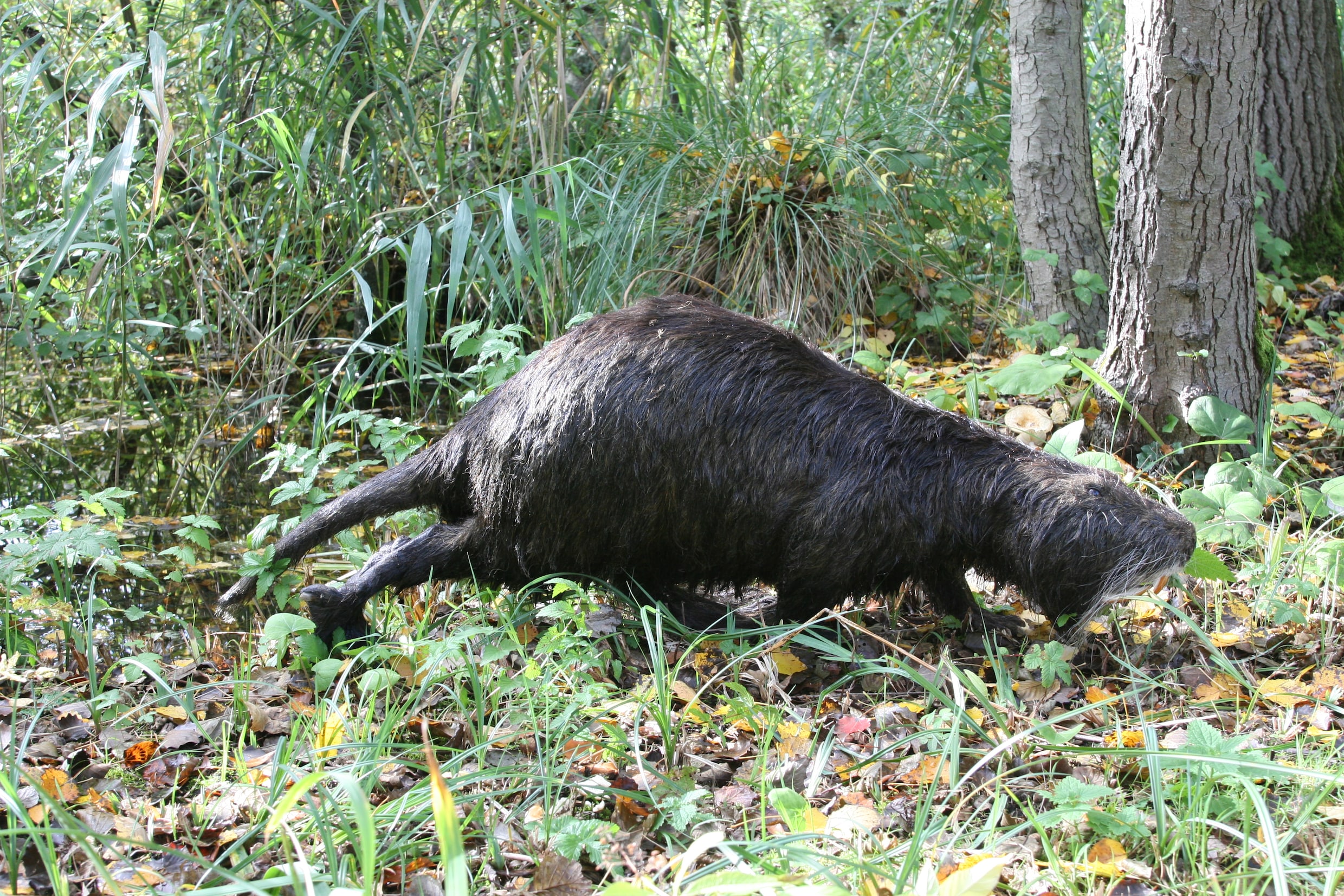 Reuzenbever van twee miljoen jaar oud geeft kijkje in de toekomst | Trouw
