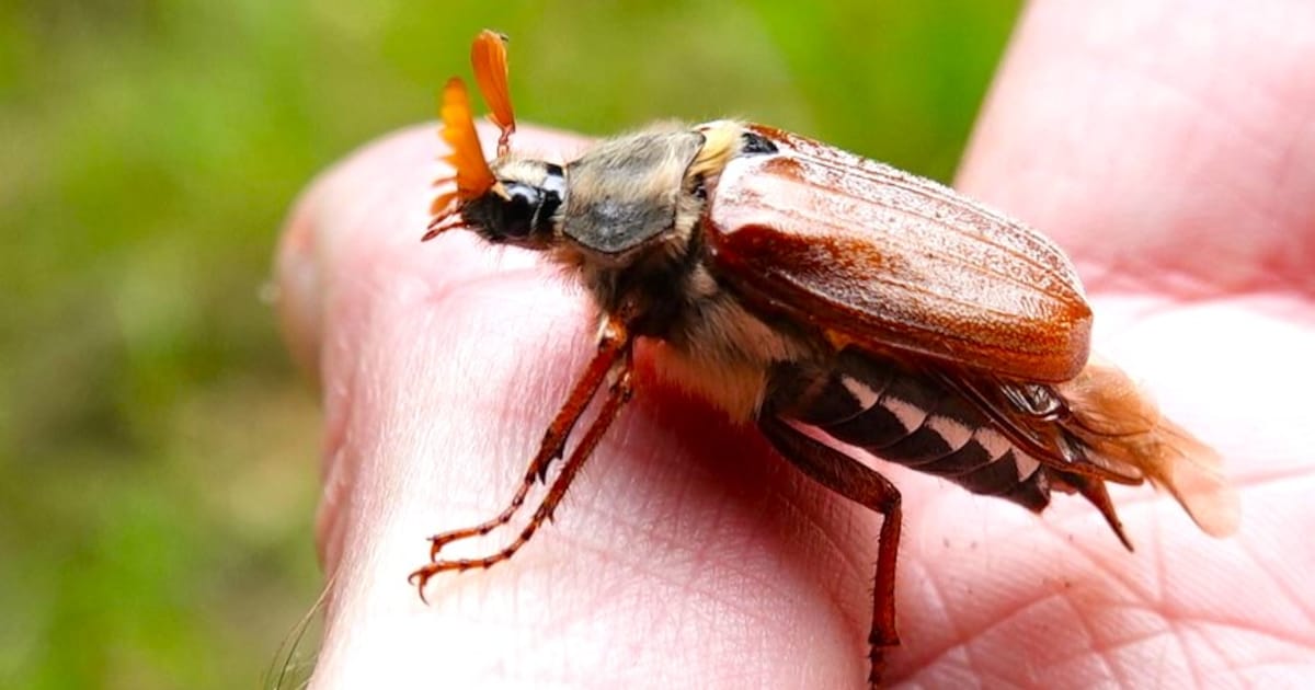 De eerste meikever kan al in april vliegen | Trouw