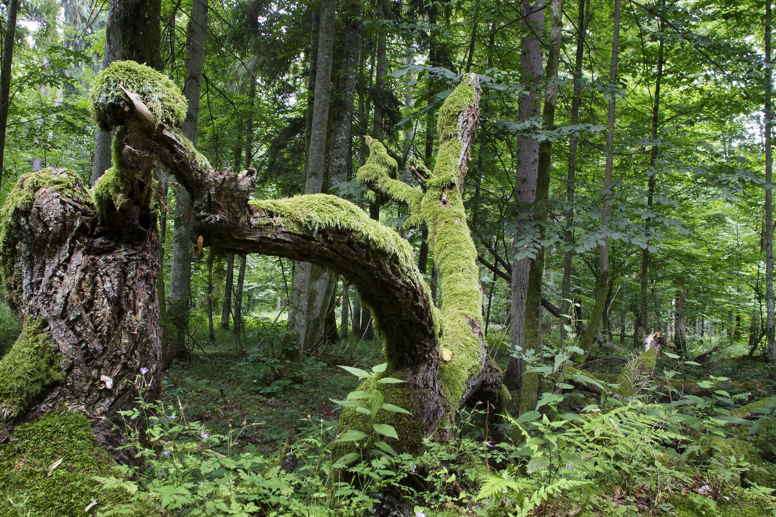 Maffia in het woud: de strijd om Europa’s oernatuur is een lelijke, zag ...