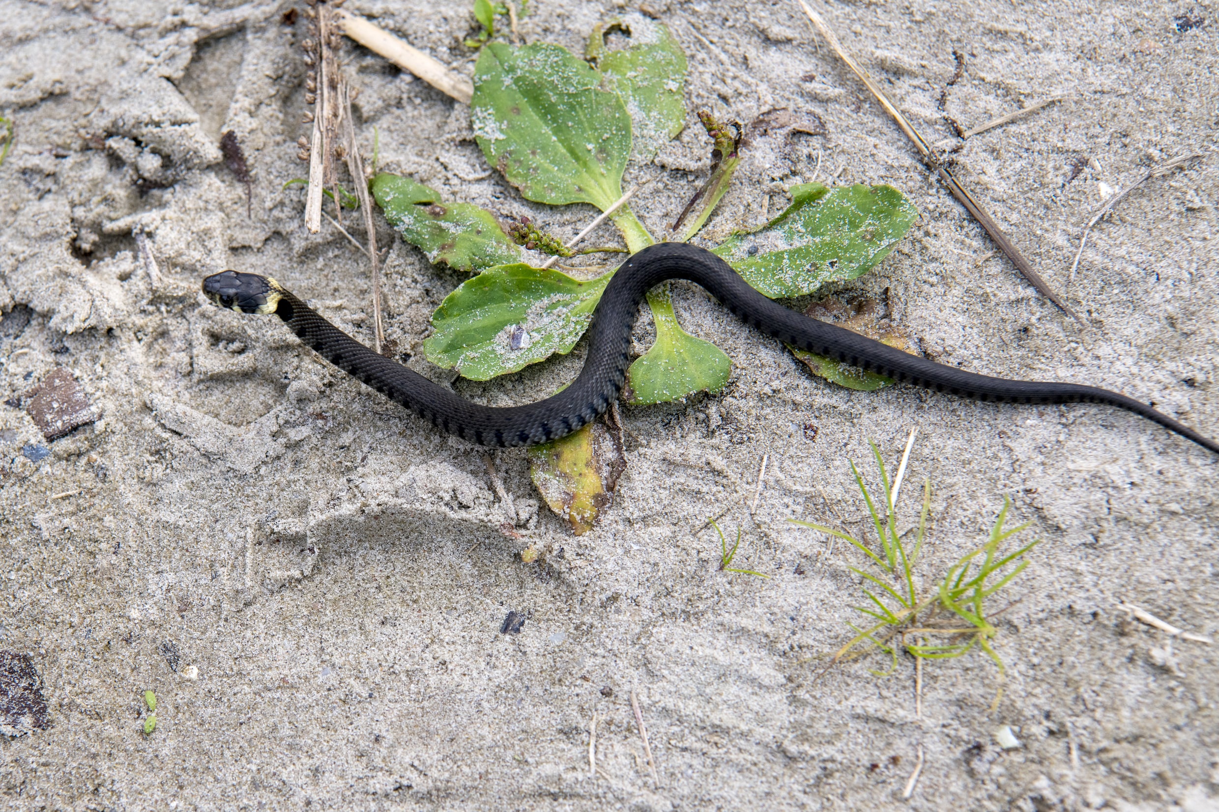 Vervelling van de ringslang vertelt hoe de slangenschimmel zich ...