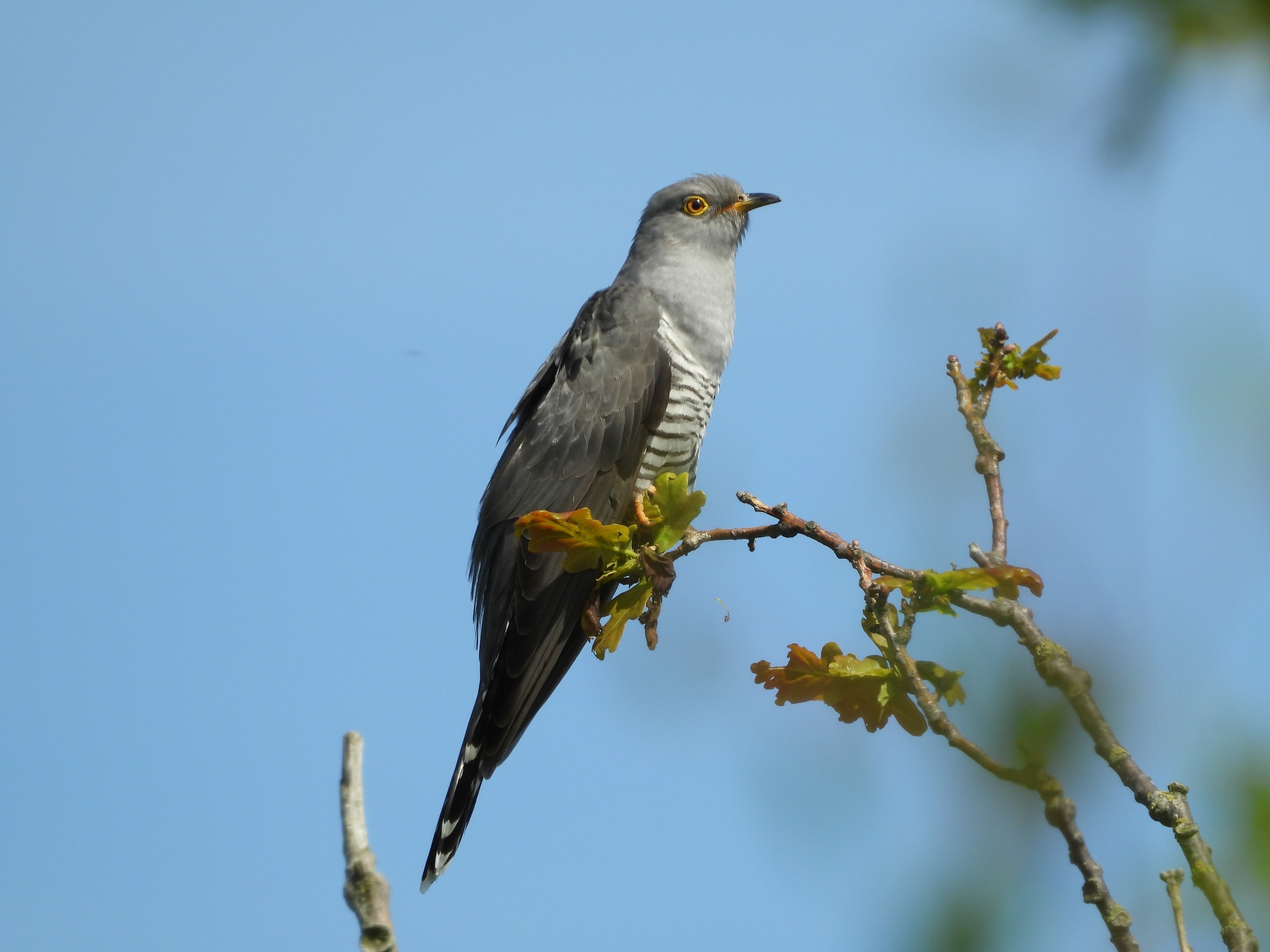 Een misverstand over de koekoek | Trouw