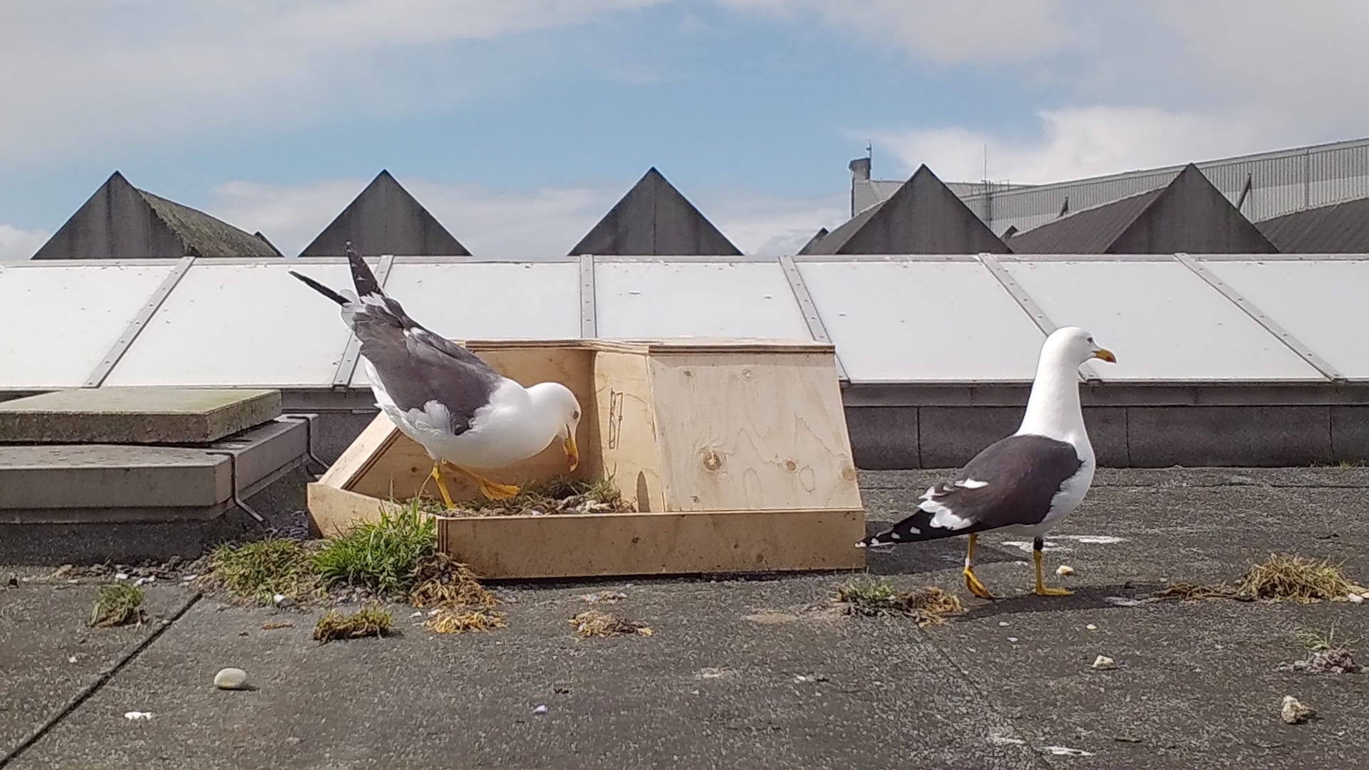 Deze broedkastjes moeten meeuwen verleiden om op de juiste plaats te ...