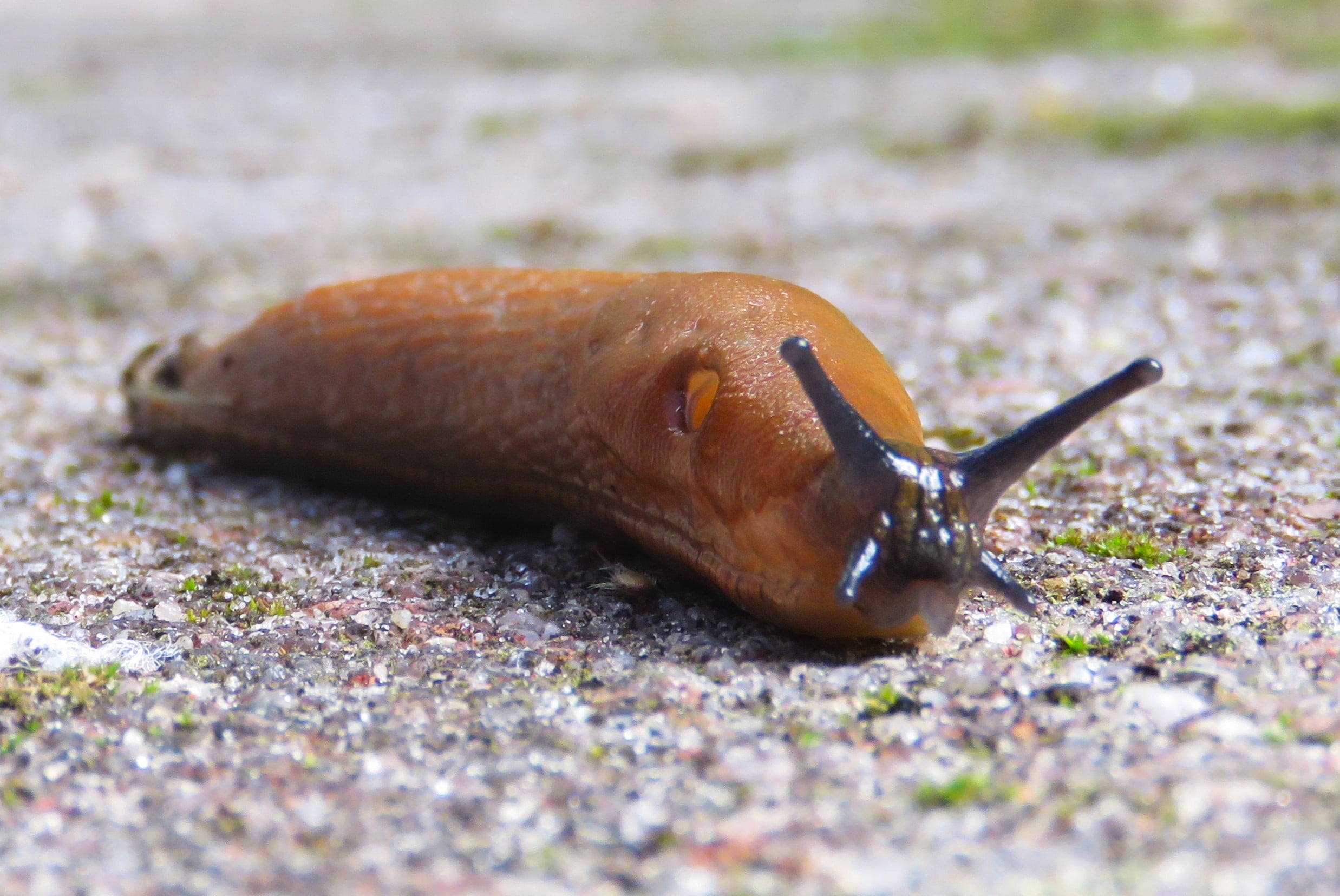 Wie lust er een naaktslak? | Trouw