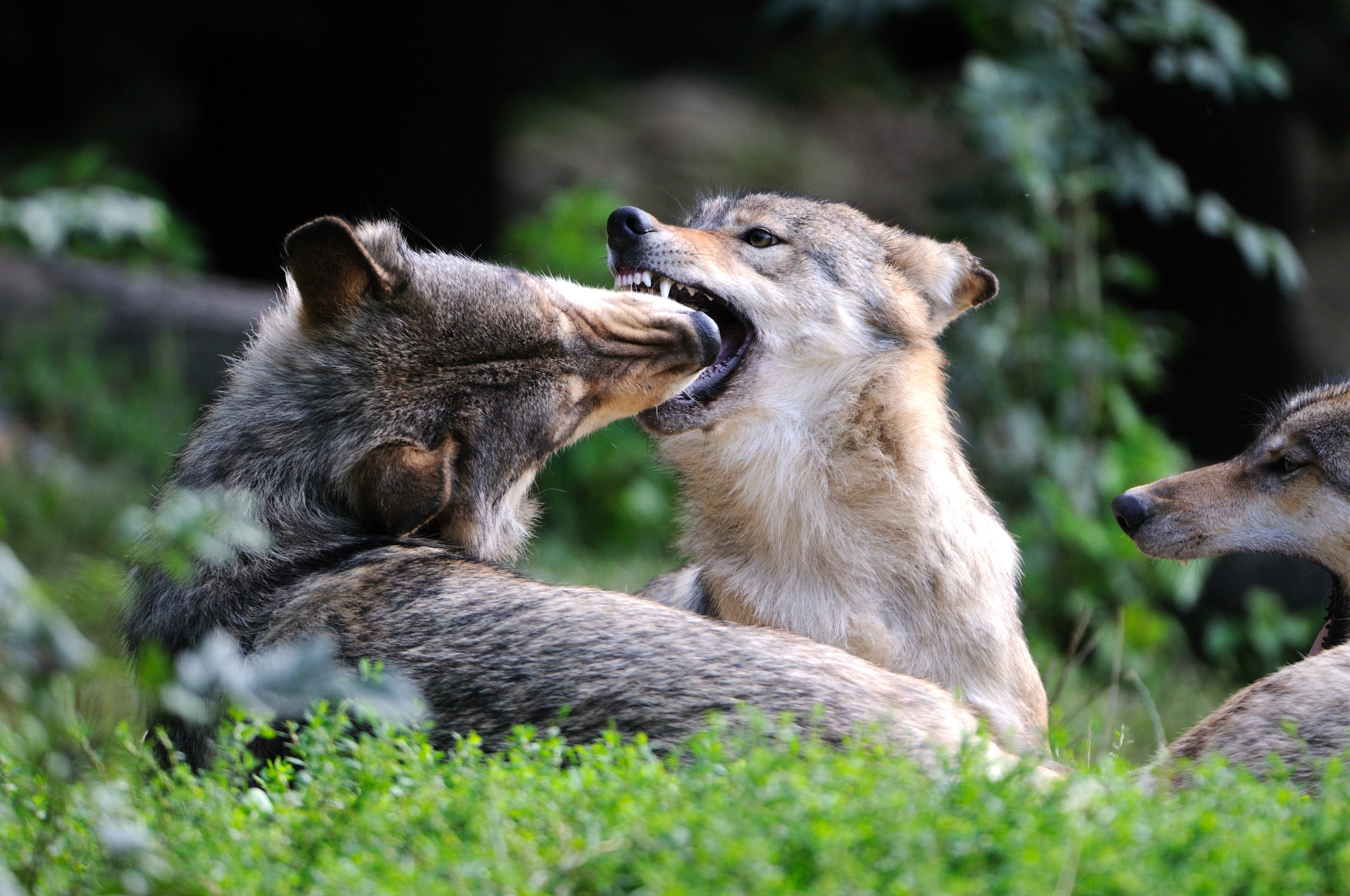 Het wordt drukker op de Veluwe en dat leidt tot meer confrontaties ...