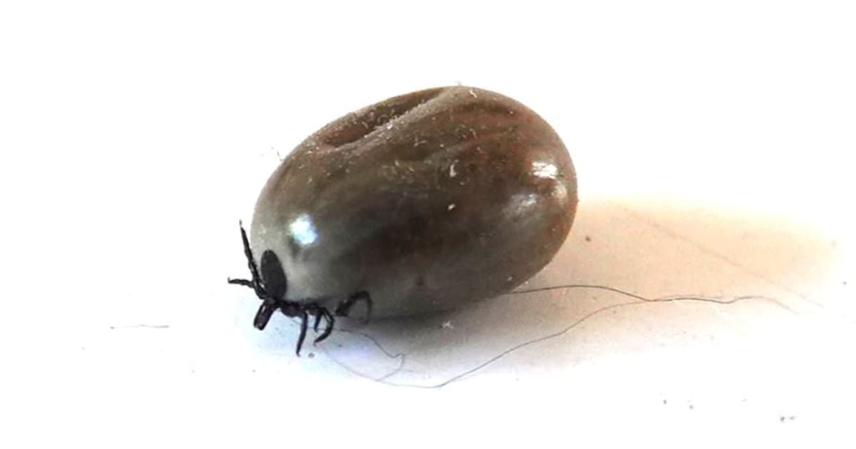 Geen mededogen voor de teek | Trouw