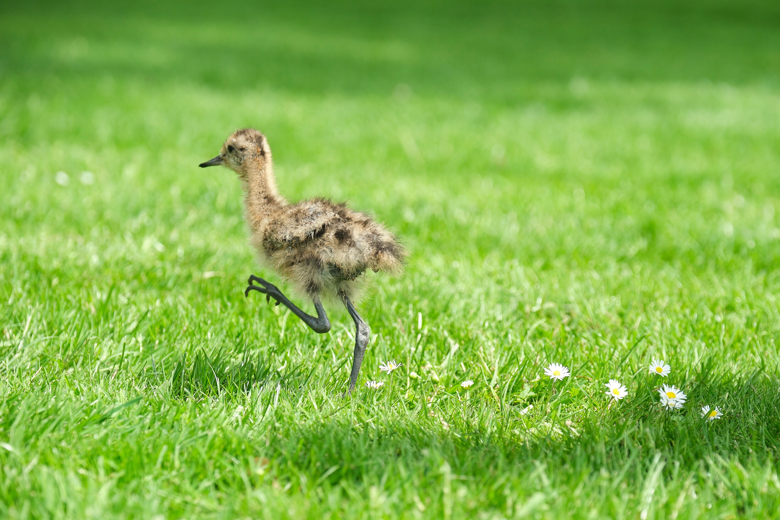 Deze kleine grutto is stiekem uitgebroed. Een dilemma in de wereld van ...