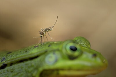 Waterbassins helpen tegen droogte, maar zijn ook een broeinest voor ...