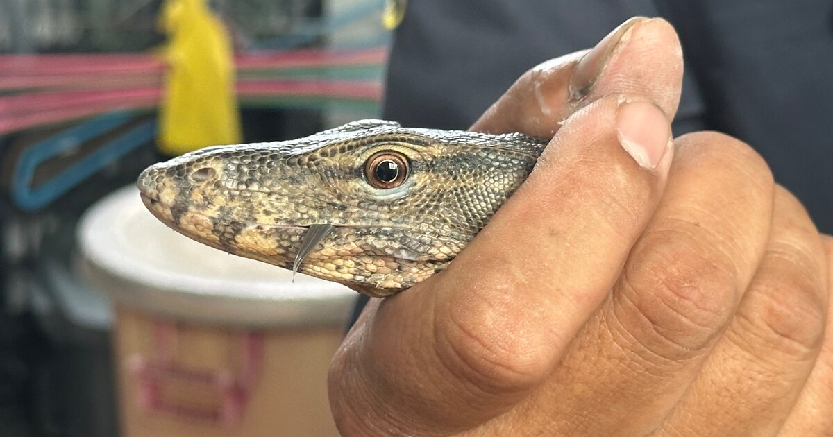 Brandweerman Pinyo vangt in Bangkok dagelijks cobra’s en pythons in ...