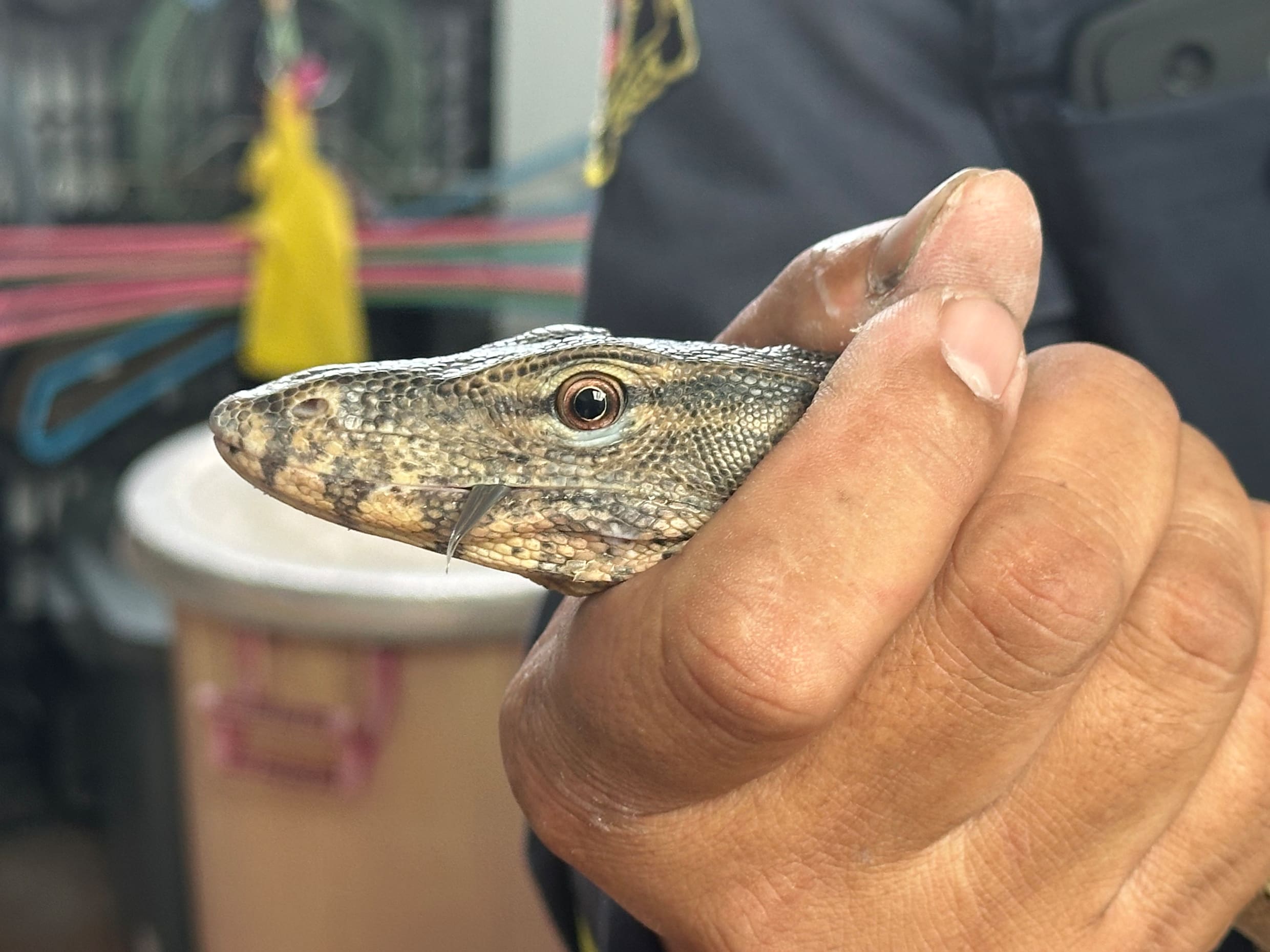 Brandweerman Pinyo vangt in Bangkok dagelijks cobra’s en pythons in ...