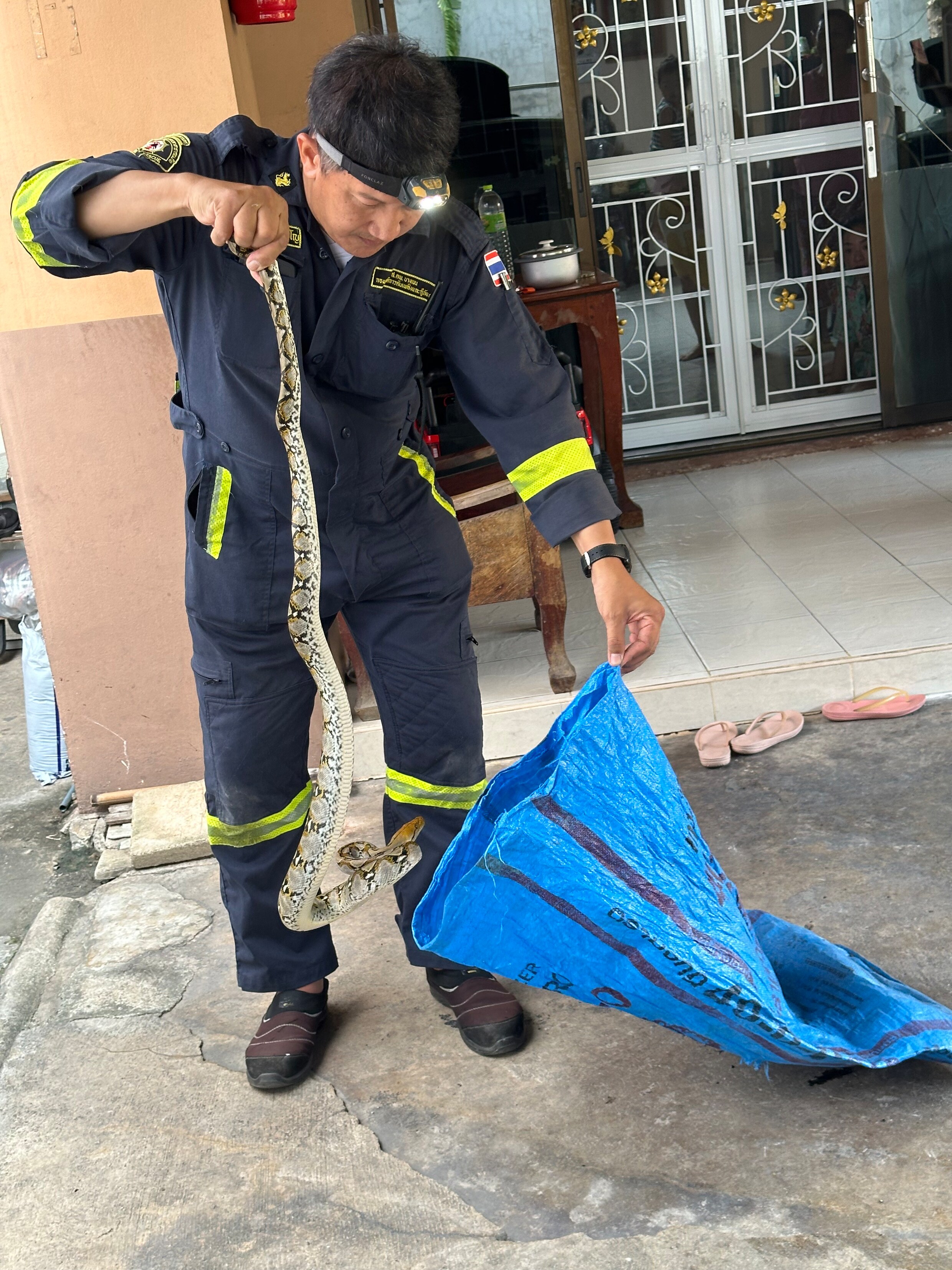 Brandweerman Pinyo vangt in Bangkok dagelijks cobra’s en pythons in ...