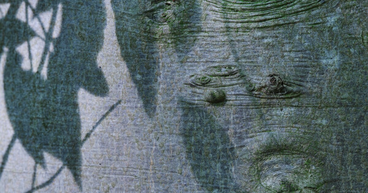 Ogen, oren, neuzen: wat fotograaf Mark Kohn in bomen ziet | Trouw