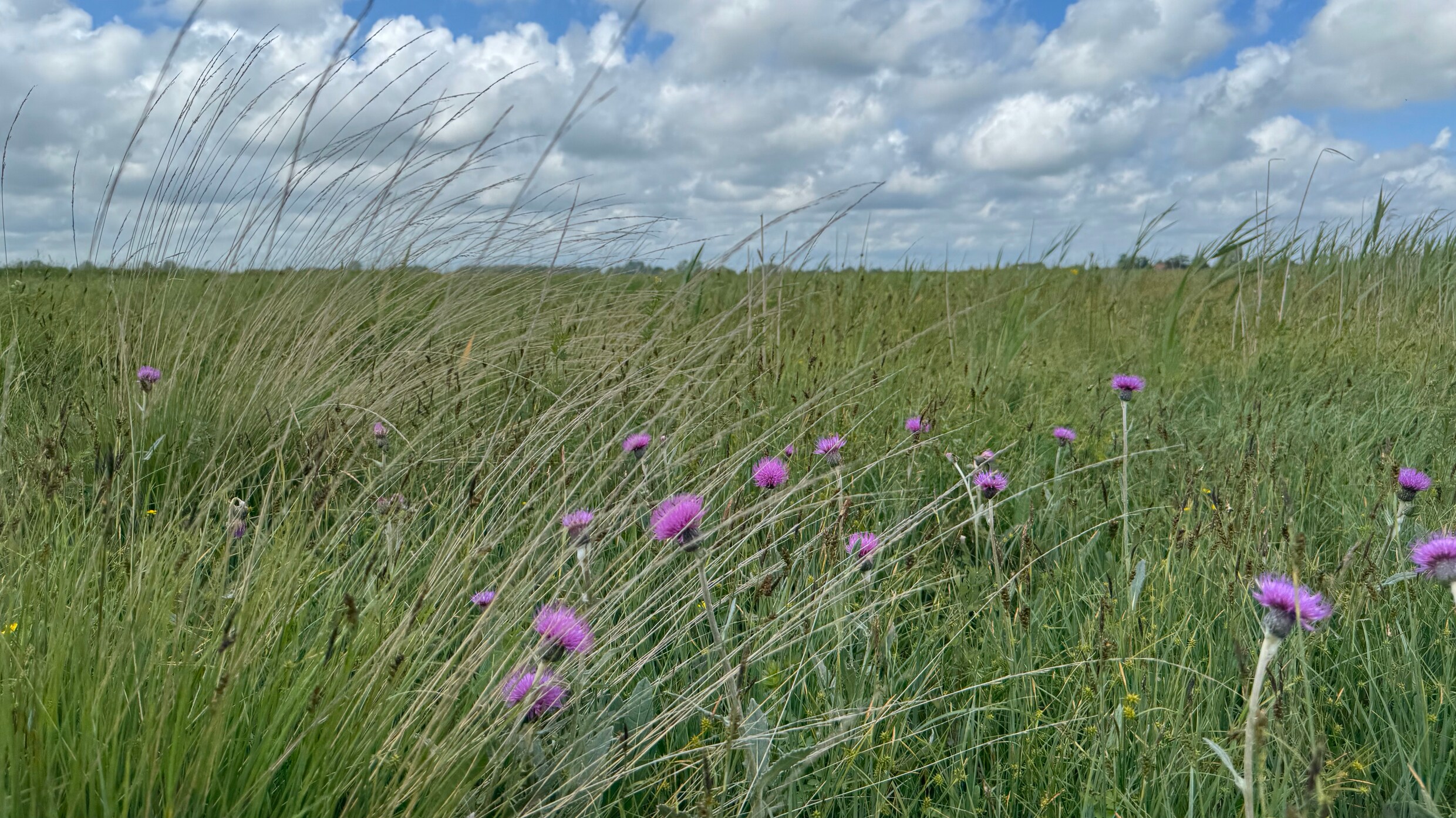 De natuurrijke polder De Dulf wordt wateropvang en daar zijn ecologen ...