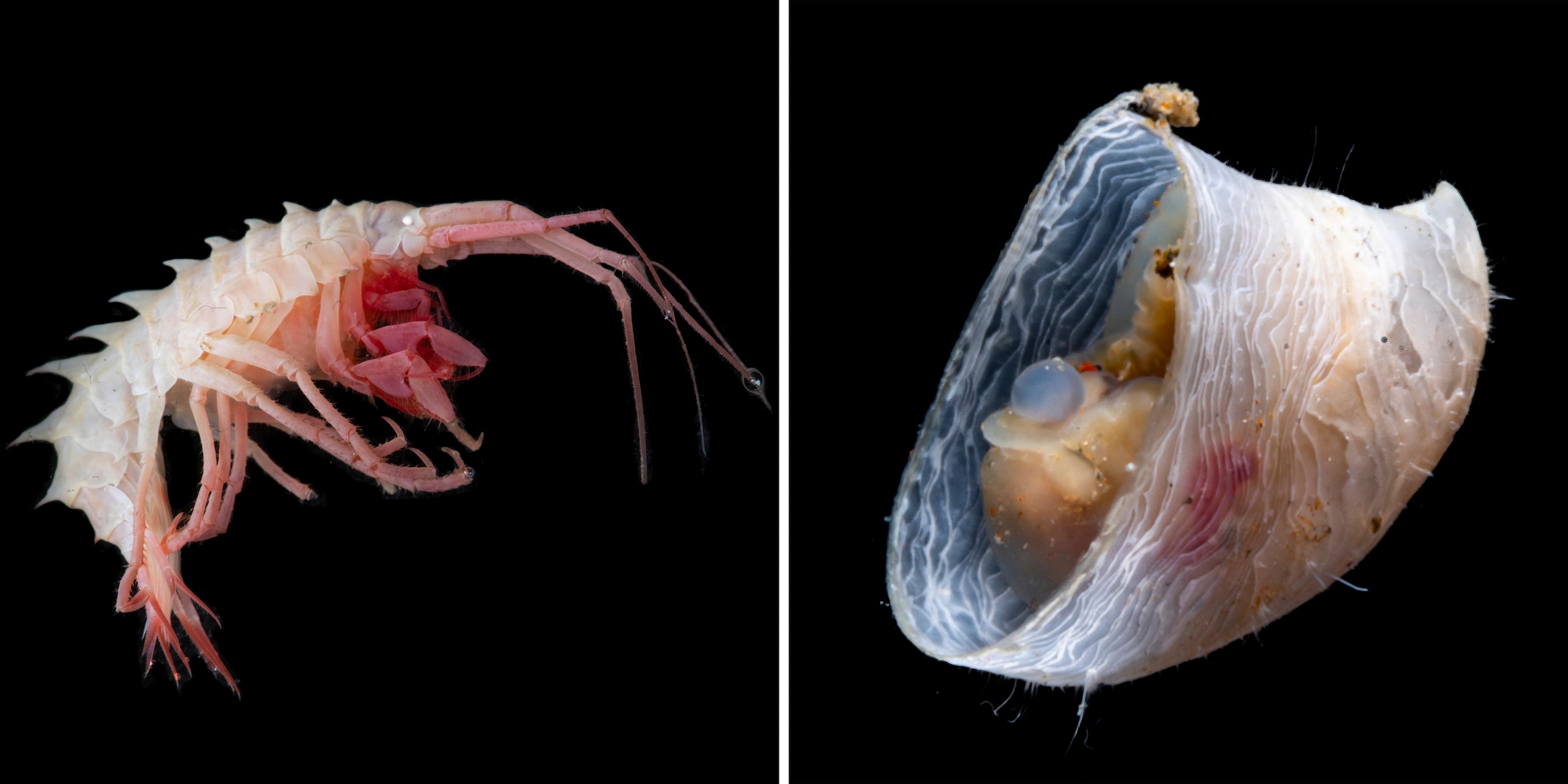 Diepzeemijnbouw gaat er komen. Wat is het leven in de diepe zee ons ...