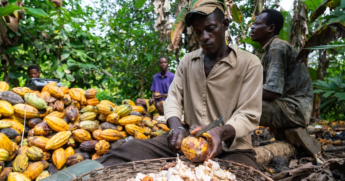 Cacaoboeren hoeven niet langer de helft van hun vrucht weg te gooien ...