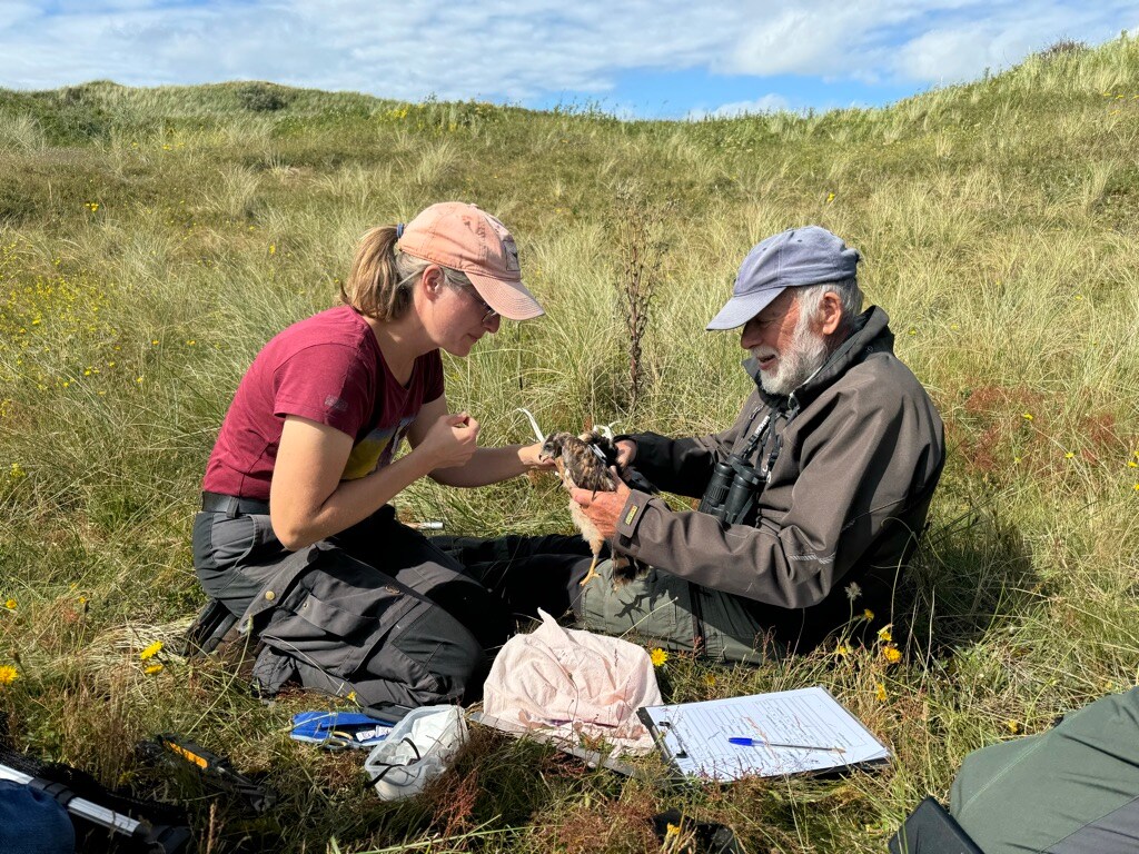 Ziekte, honger: de blauwe kiekendief redt het niet langer in Nederland ...