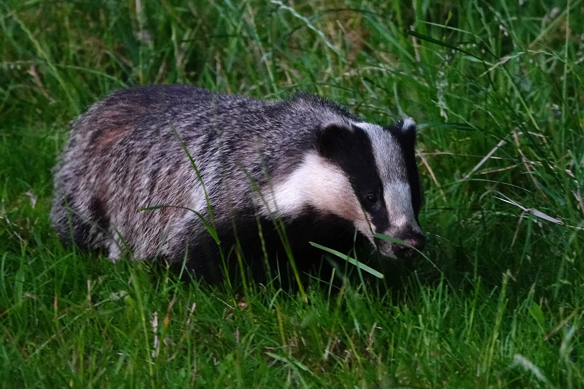 Een das komt zelden op bestelling | Trouw