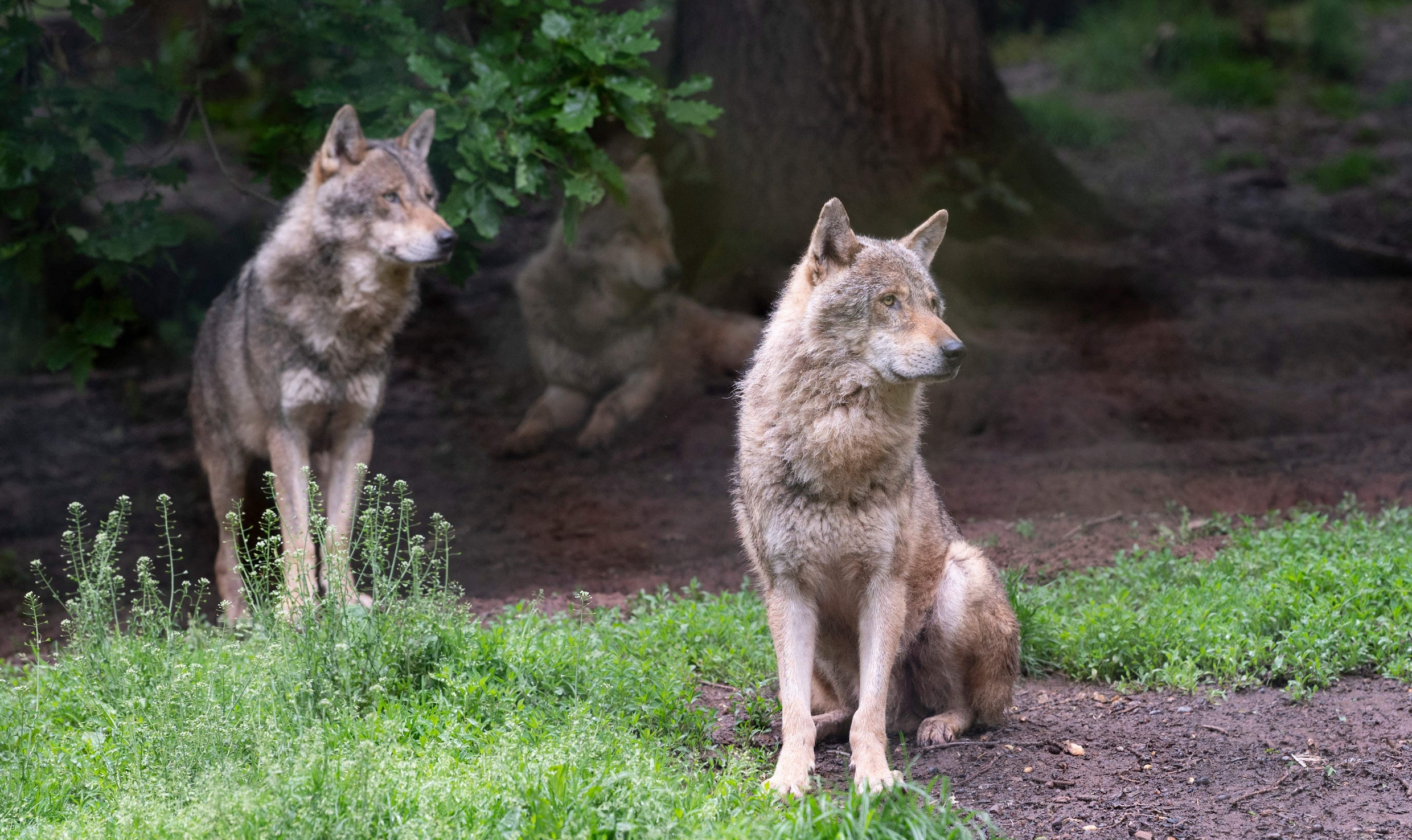 De wolf is binnenkort minder beschermd in de EU | Trouw