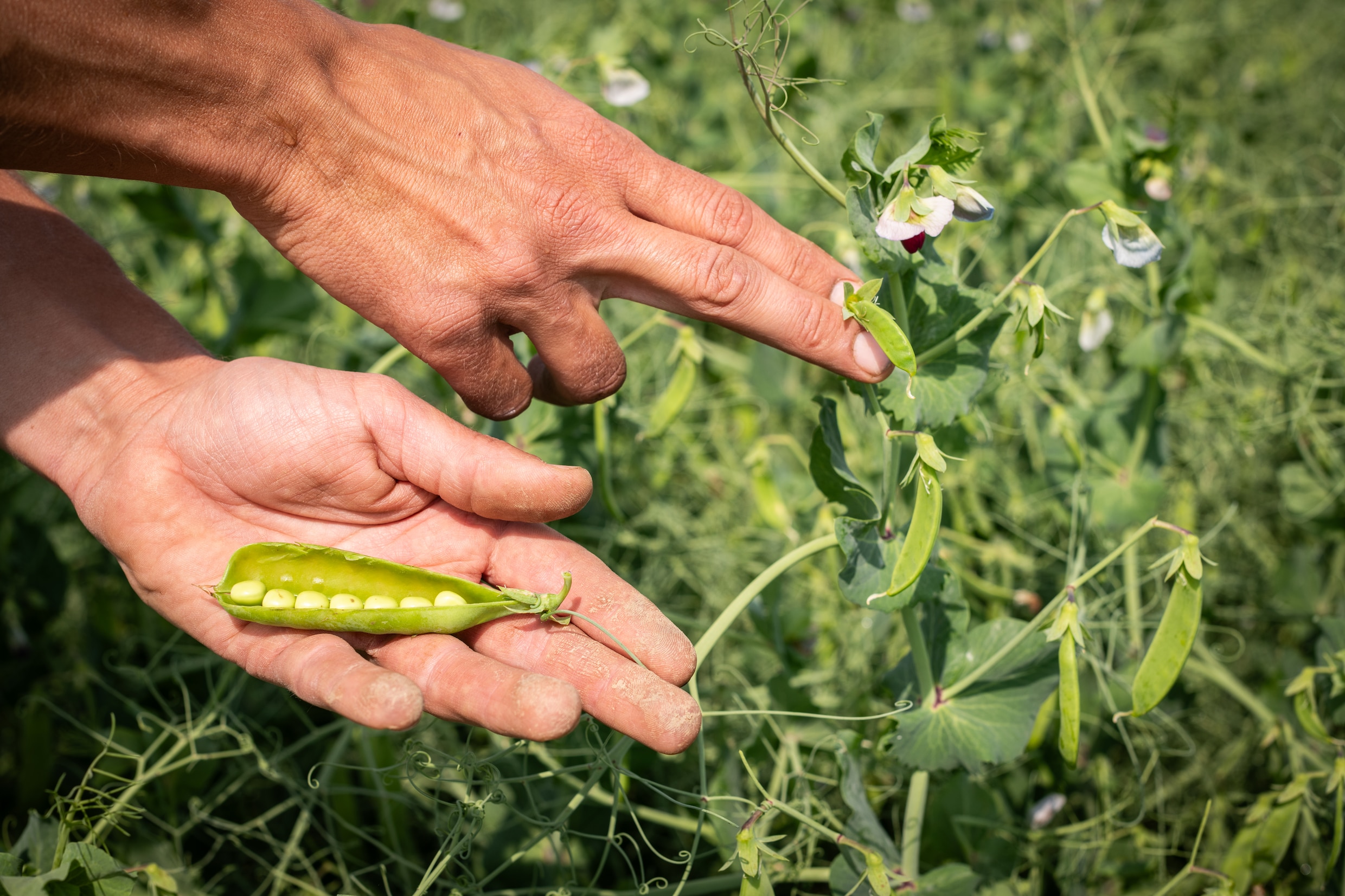 In de potjes van Hak zit straks alleen nog maar biologische groente ...