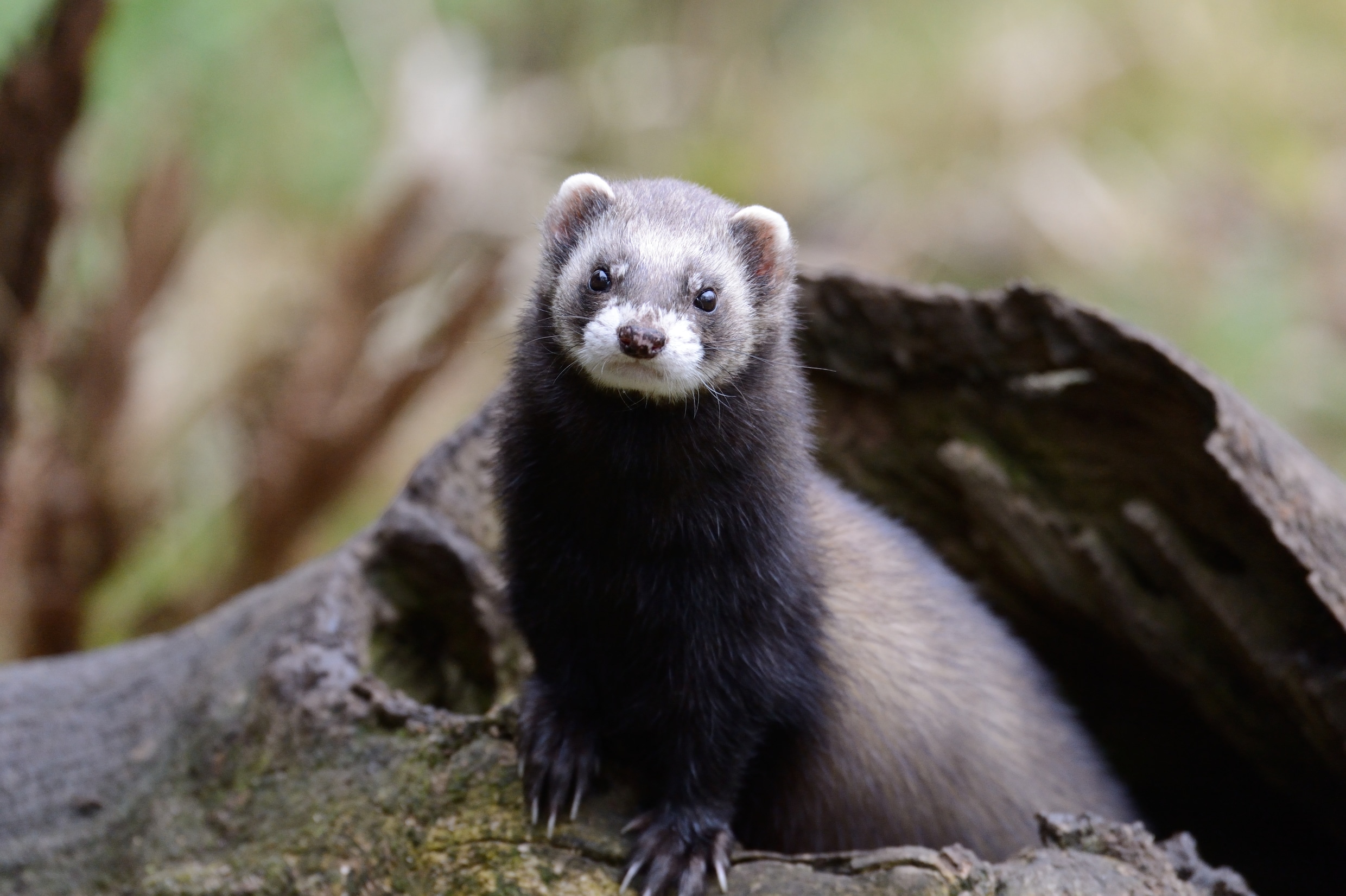 De bunzing, met zijn boevenmasker, kan er ook niks aan doen dat hij zo ...