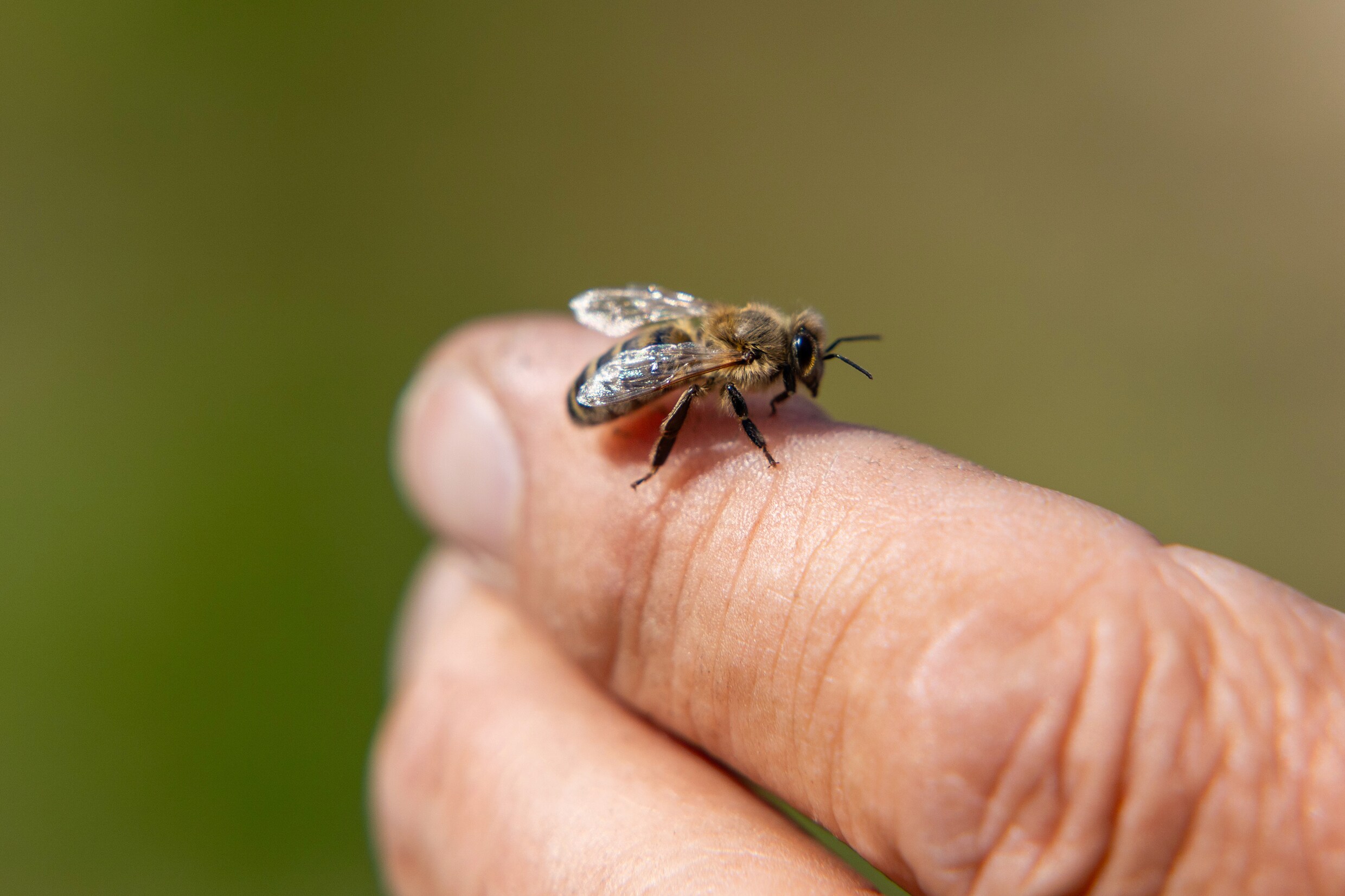 Nestkasten moeten de zwarte bij terugbrengen. ‘Het is de enige soort ...