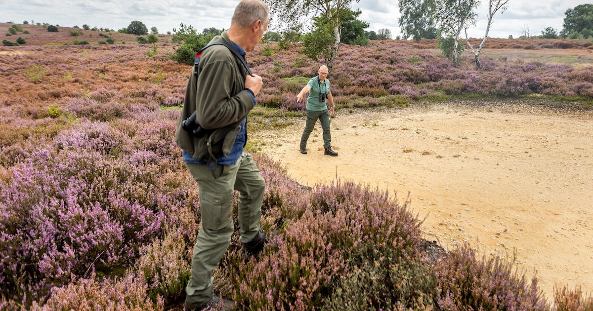 Behoud van de heide is hard werken: ‘We houden het nauwlettend in de ...