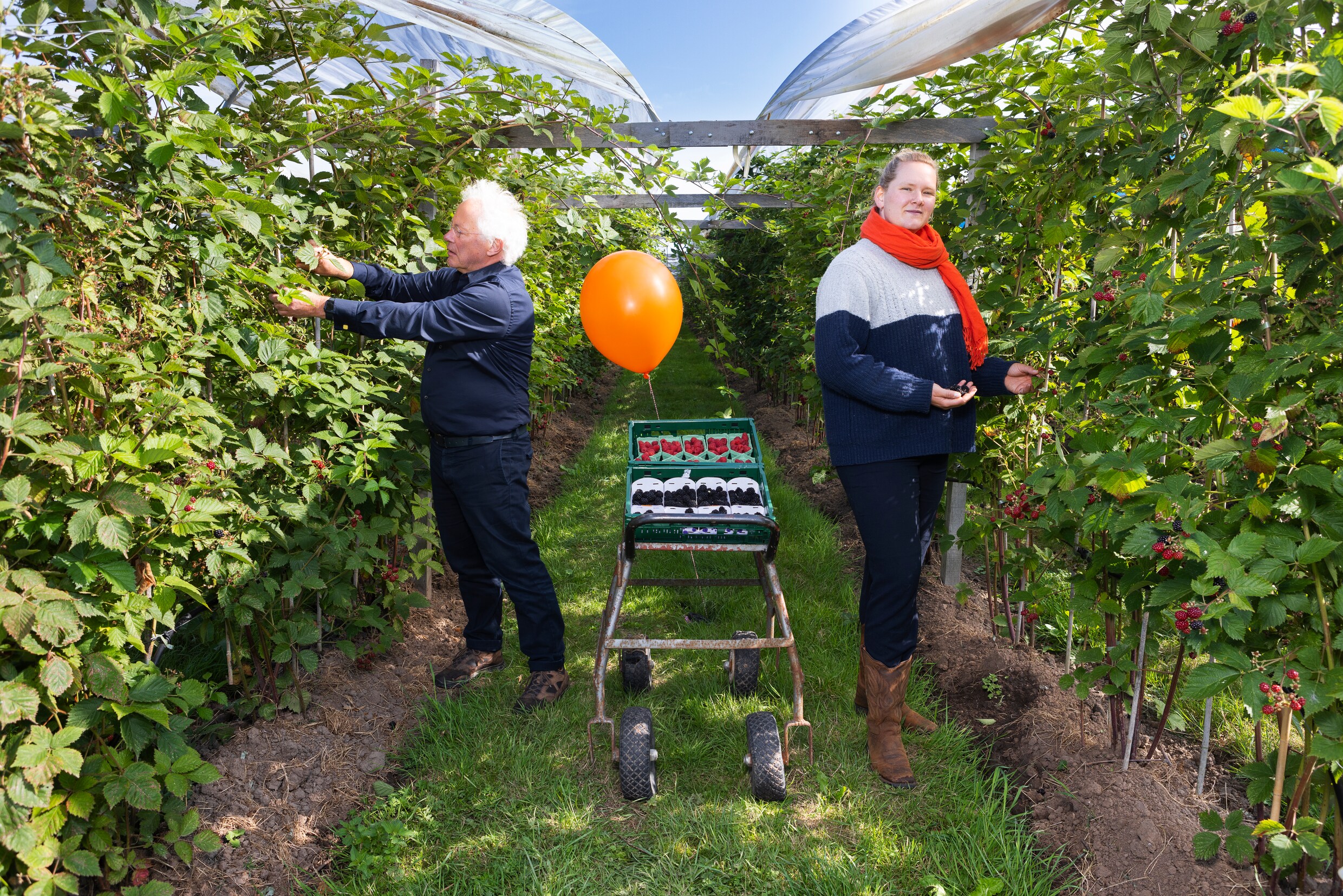 Aardpeer maakt het werk van groene boeren mogelijk | Trouw