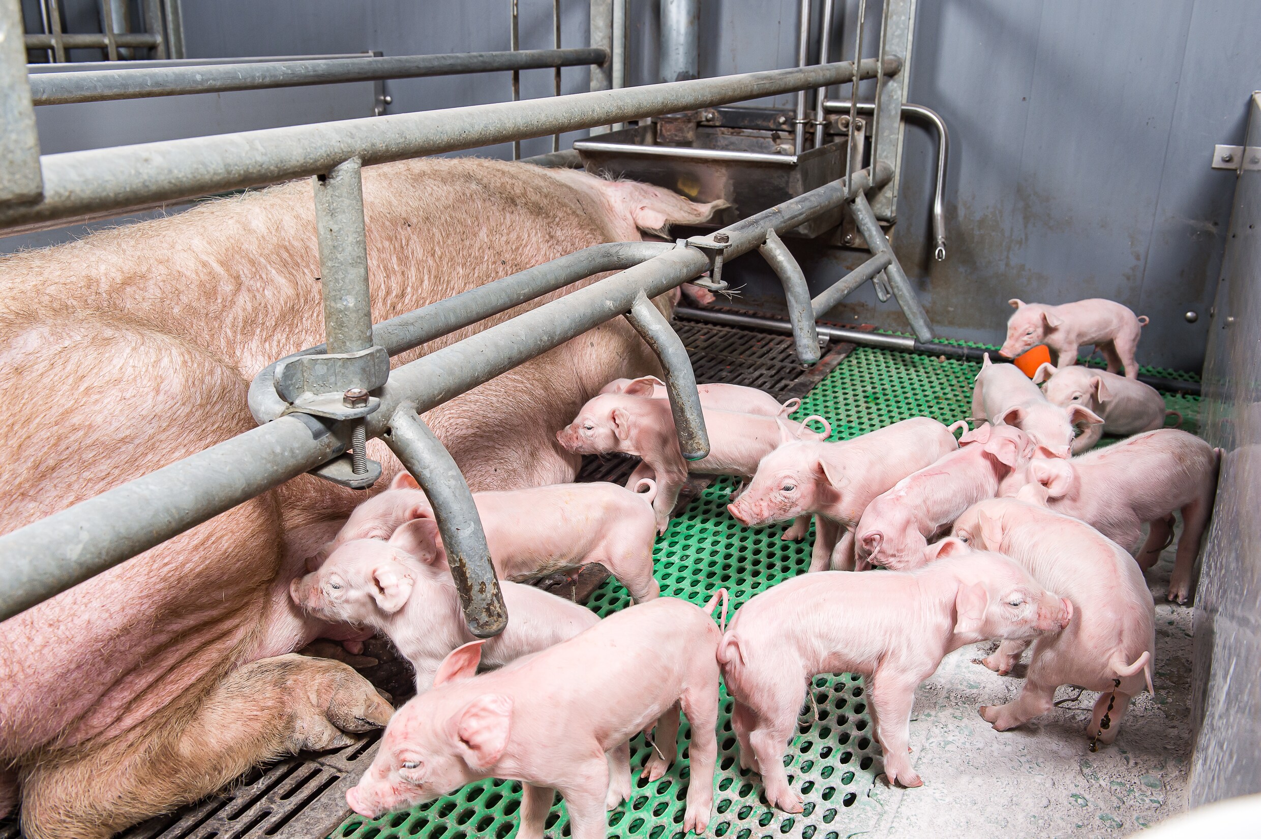 Minister Wiersma heeft in Brussel geen poot om op te staan zonder ...