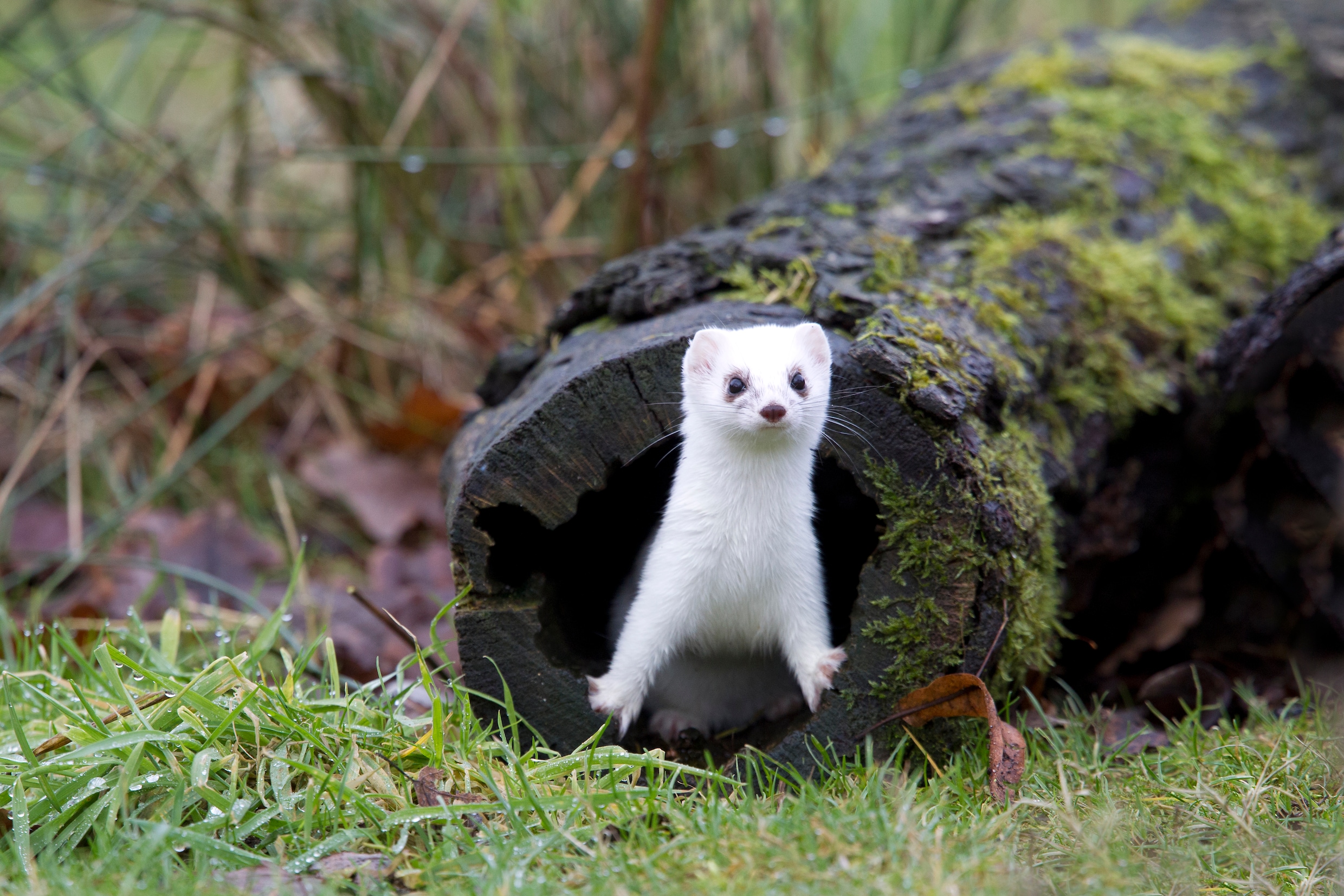 De hermelijn houdt van ruigte. ‘Het zijn net vleesetende muizen die aan de Red Bull zijn’ | Trouw