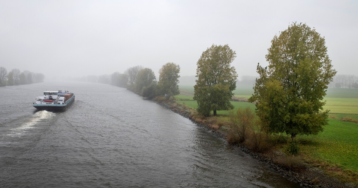 De langste en meest markante bomenrij van Nederland krijgt een nieuw leven | Trouw