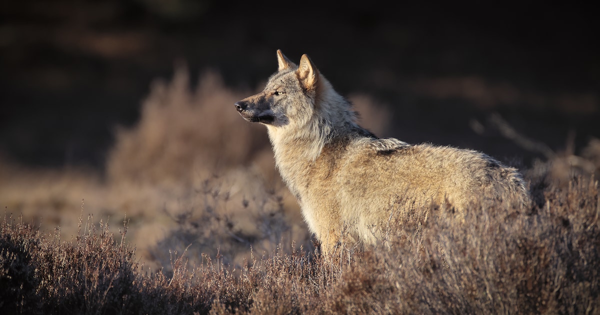 Wolf beschermde status afnemen lost niets op, zeggen deskundigen | Trouw