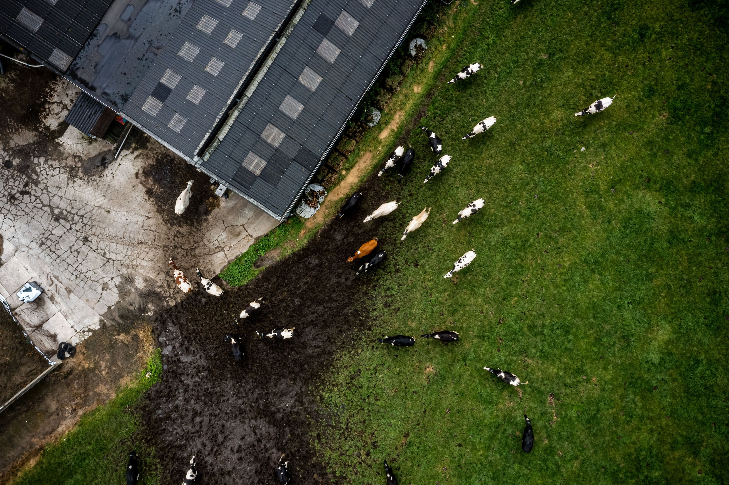 Boeren en bedrijven in Brabant raken ongebruikte stikstofruimte kwijt | Trouw