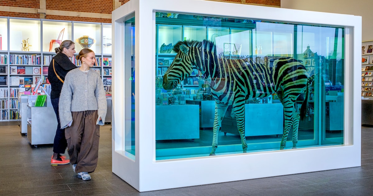 Een zebra op sterkwater in de hal van het Stedelijk: de beeldentuin is ...