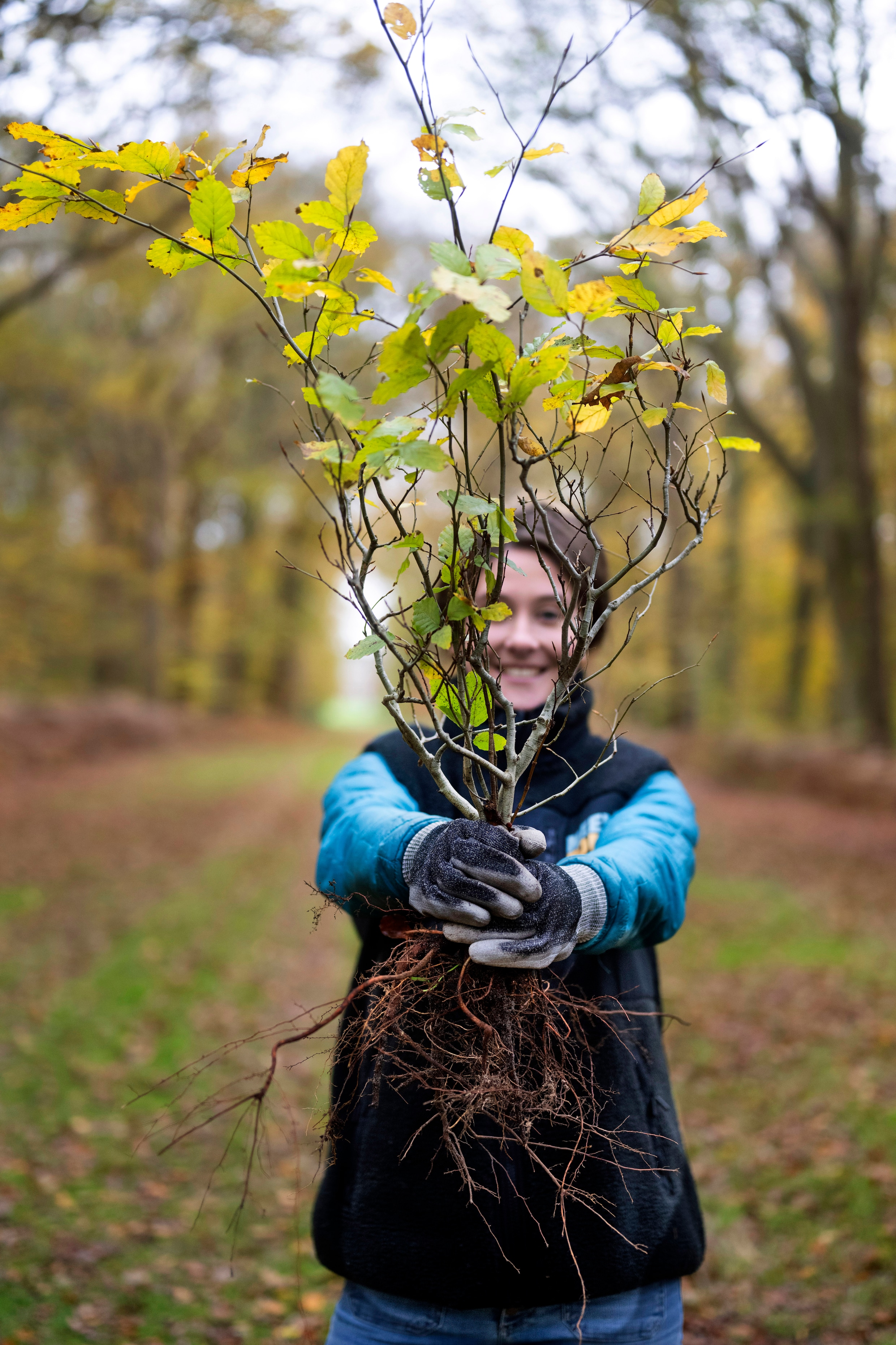 Jonge bomen hebben nu hun eigen tinder | Trouw