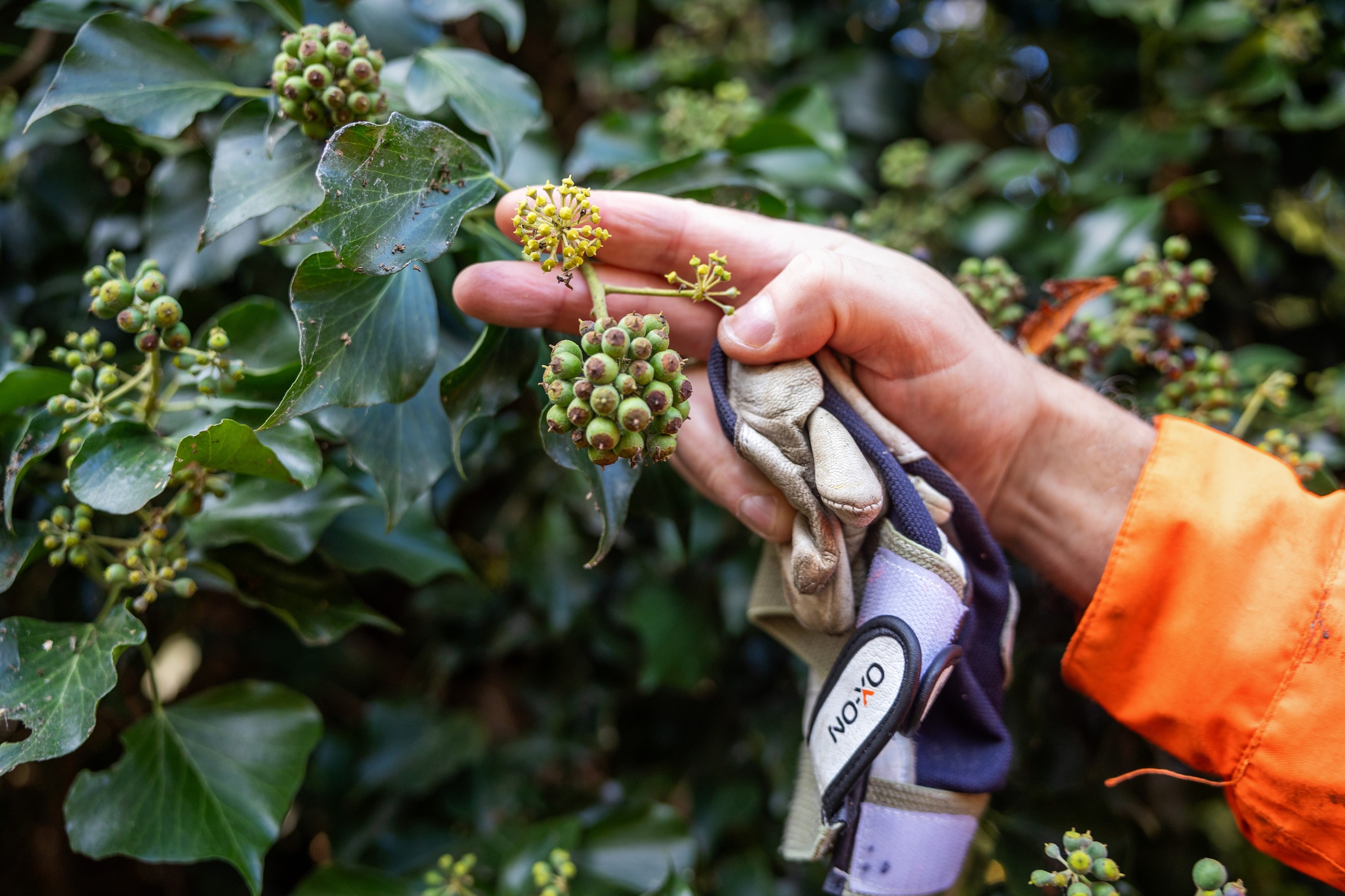 In Zwolle mag de klimop blijven. ‘Hij zorgt voor een wereld aan ...