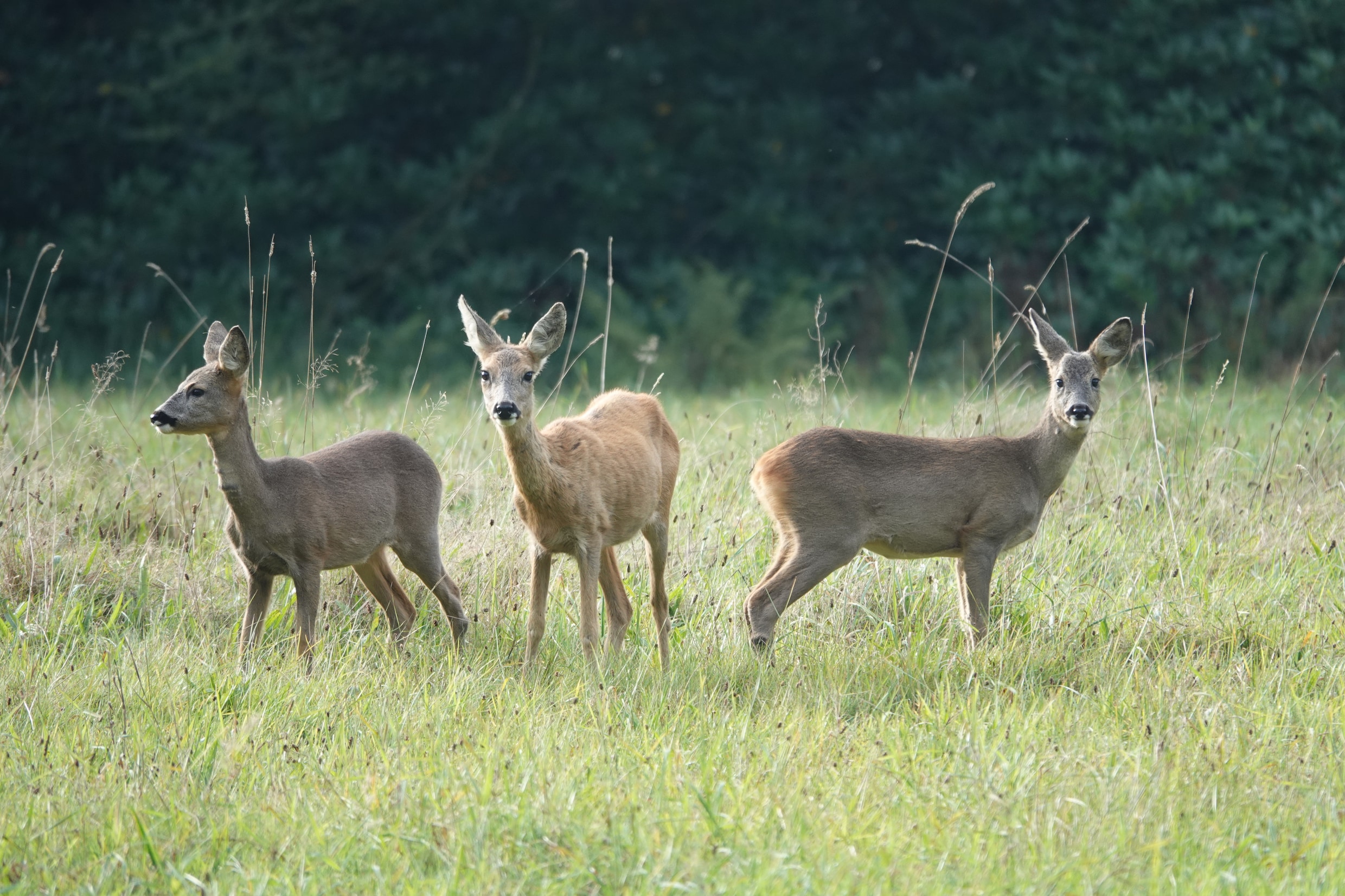 Reeën op de vlucht. Eentje heeft de zomerjas nog aan | Trouw