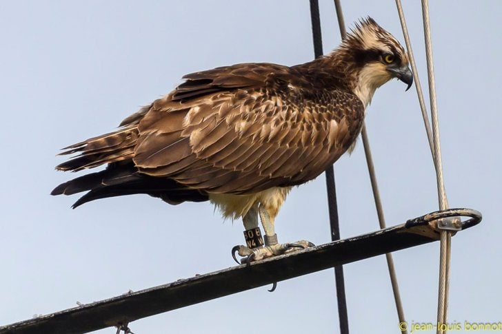 Goed nieuws: de jonge visarend BW04 vloog van de Biesbosch helemaal ...