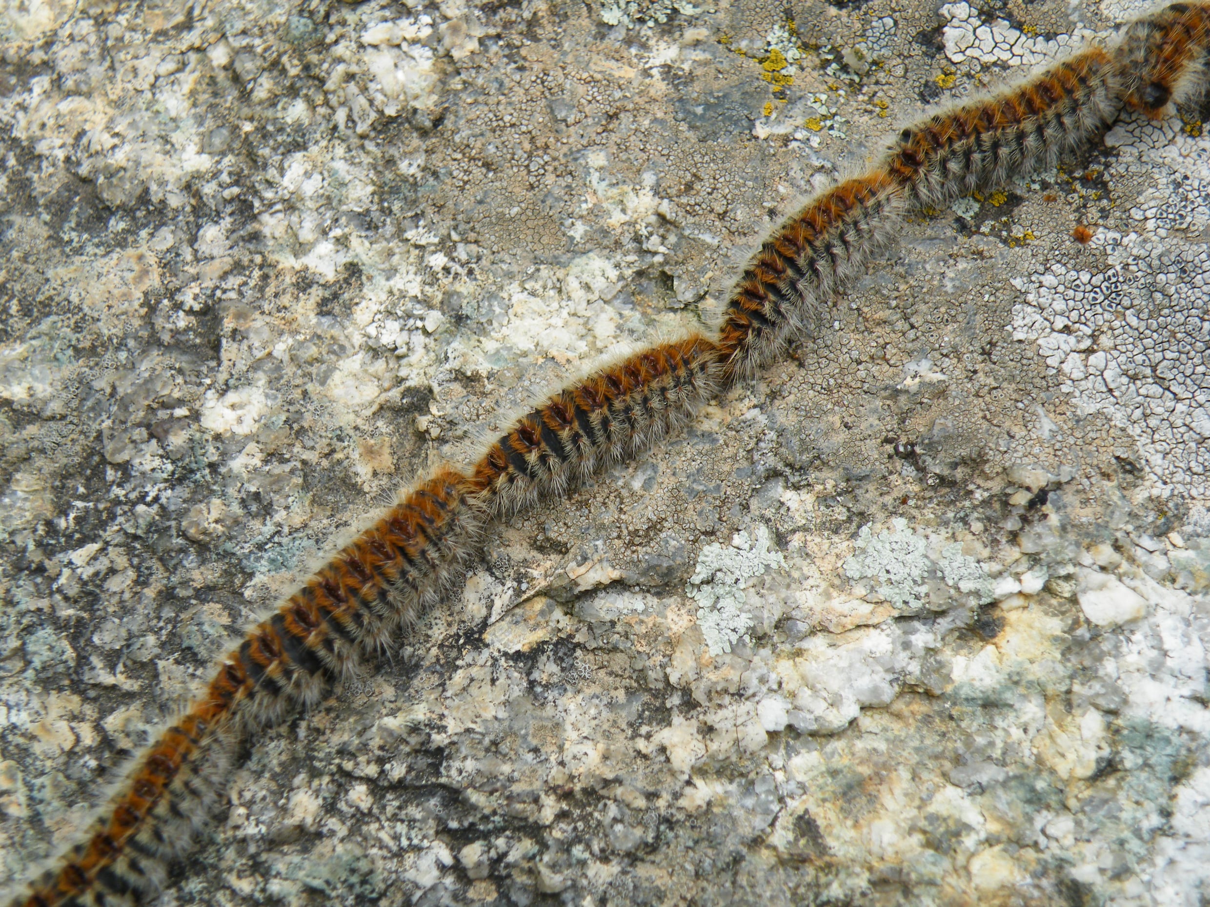 De dennenprocessierups staat aan de grens, tegenhouden kunnen we vergeten | Trouw