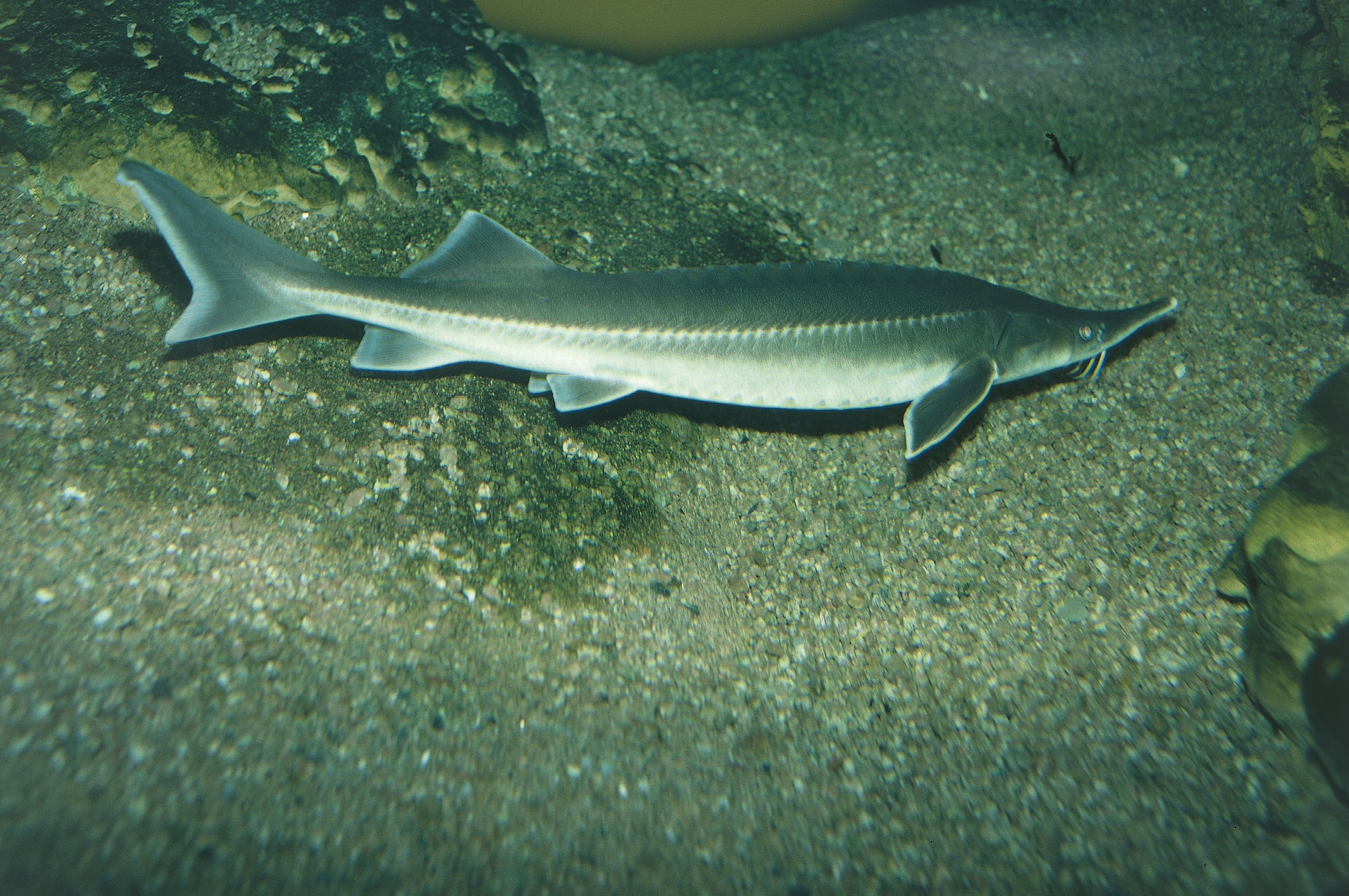 Ooit was-ie de kanjer van de Rijn en de Maas. Nu keert de steur terug ...