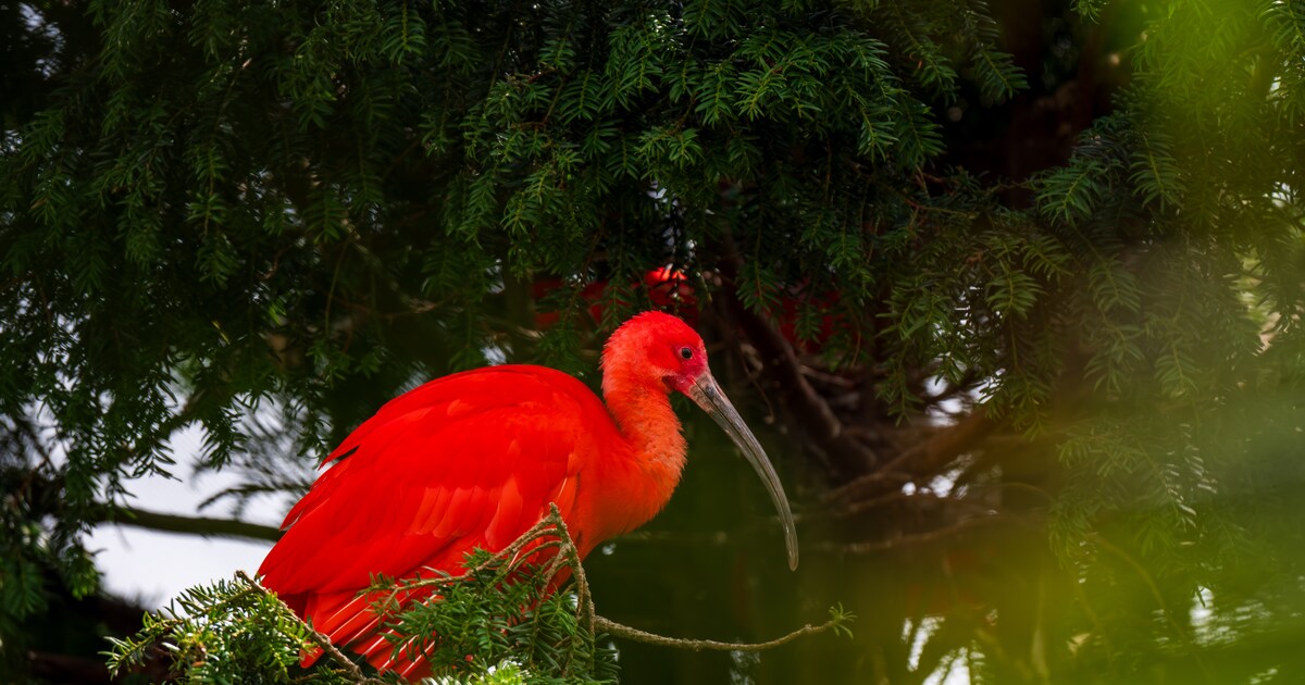 Als ik die rode ibis was, zou ik het in de Biesbosch nu al te koud ...